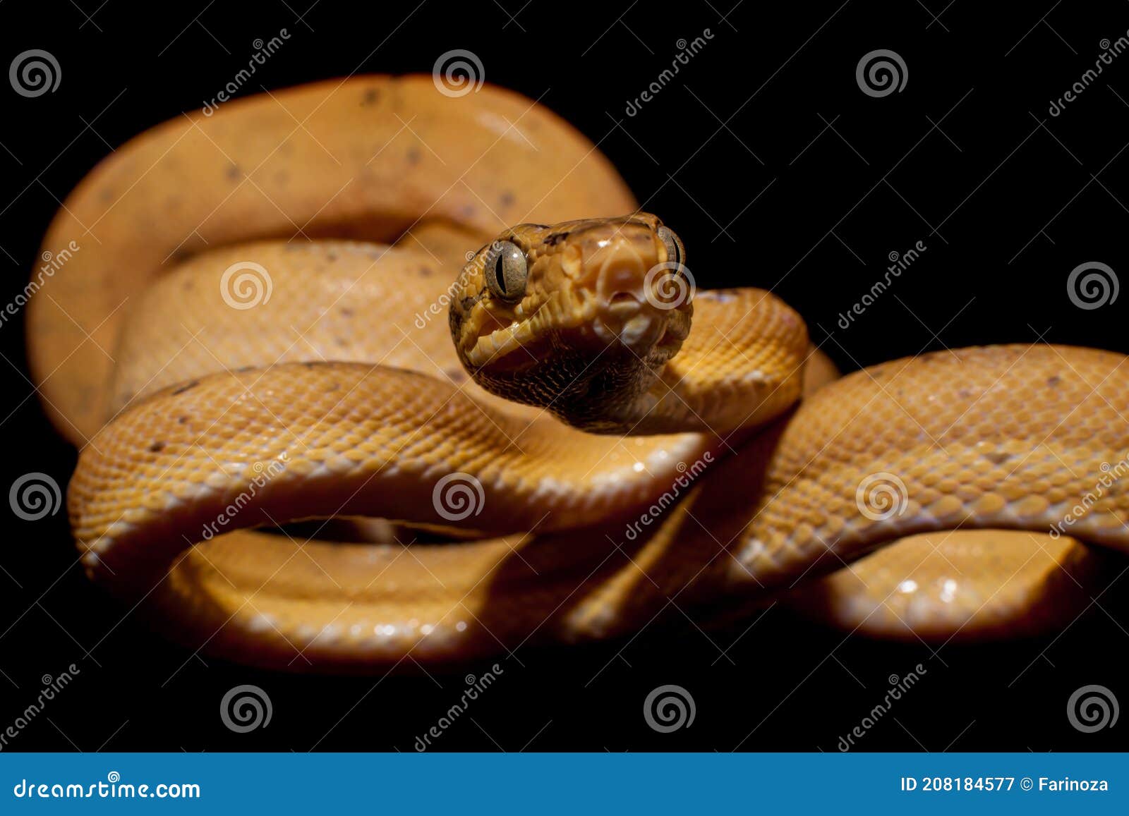 Red Amazon Tree Boa Isolated on Black Stock Image - Image of animal ...