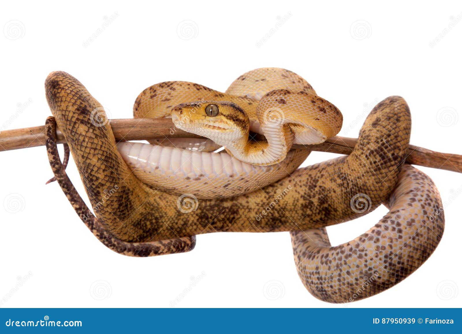Red Amazon Tree Boa Isolated on White Stock Image - Image of background ...