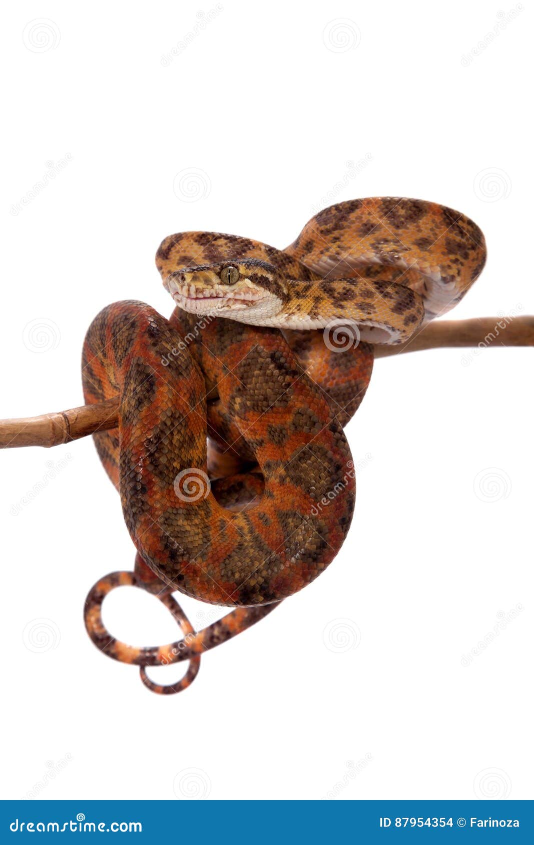 Red Amazon Tree Boa Isolated on White Stock Photo - Image of bite ...