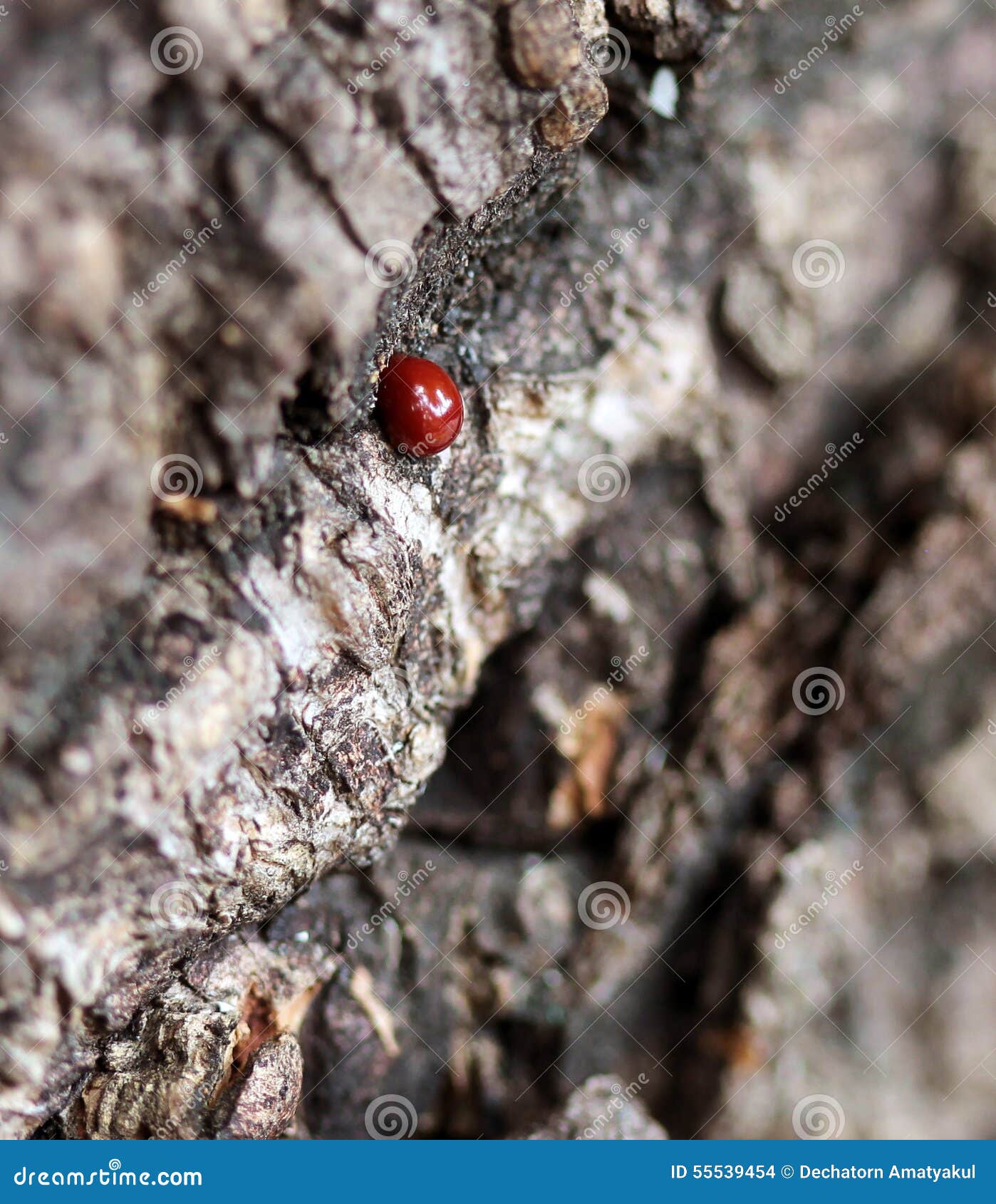 Red amber stock photo. Image of black, rubber, white - 55539454