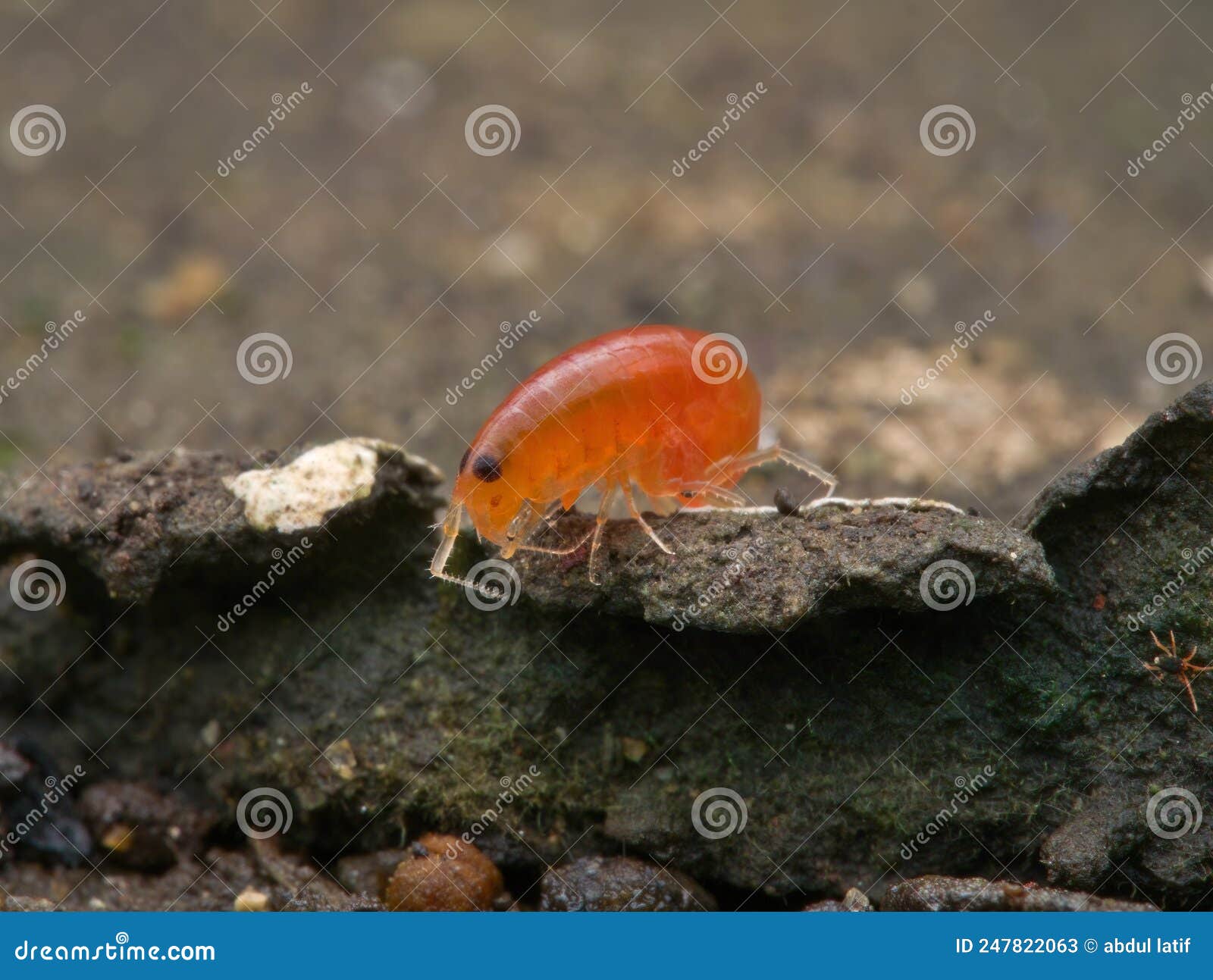 Crustacean Amphipoda By Microscope. Arthropoda Gammarus Pulex. Aquarium ...