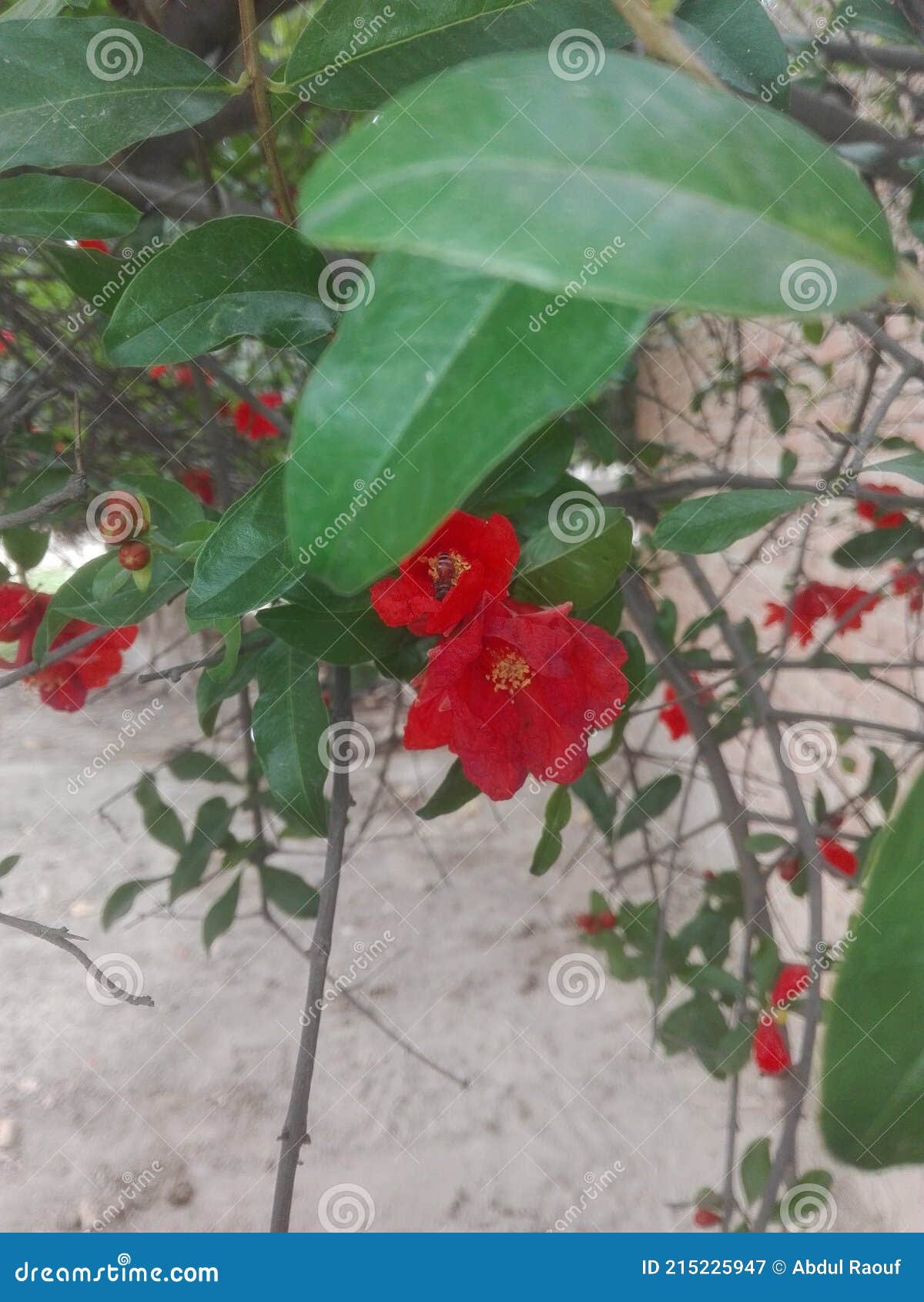 Red Anaar Tree stock image. Image of petal, leaf, plant - 215225947