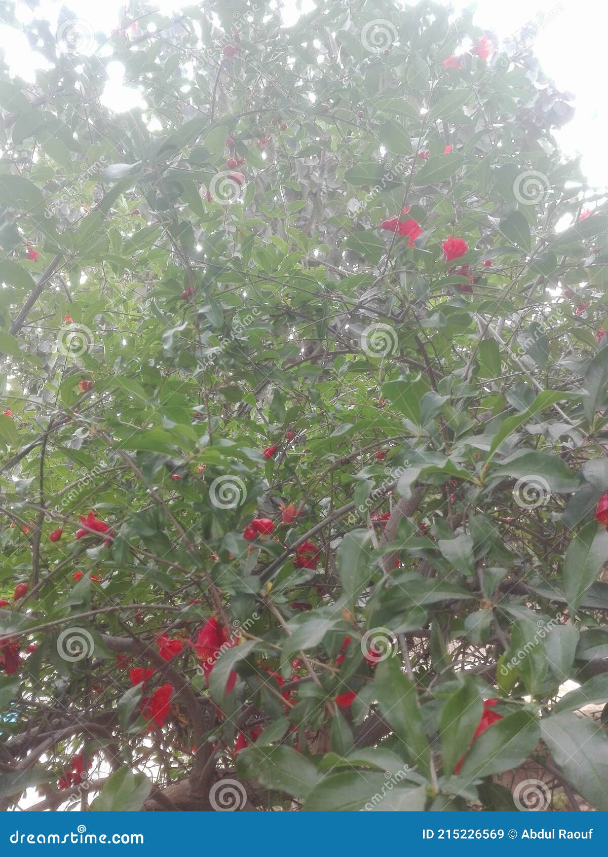 Red Anaar Tree in My Village Beautiful Stock Image - Image of village ...