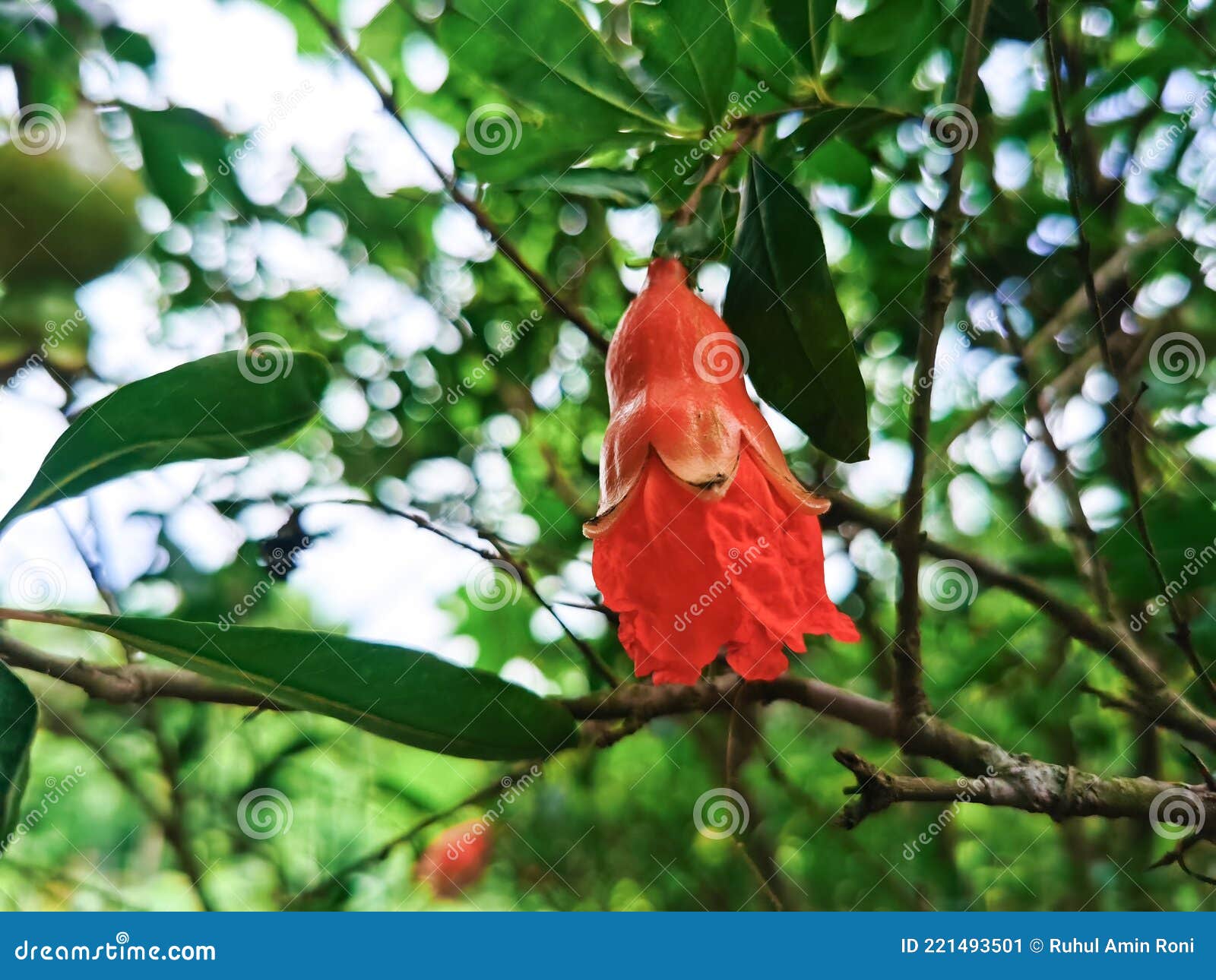Red Anar (dalim) Flower in the Tree Stock Image - Image of produce ...