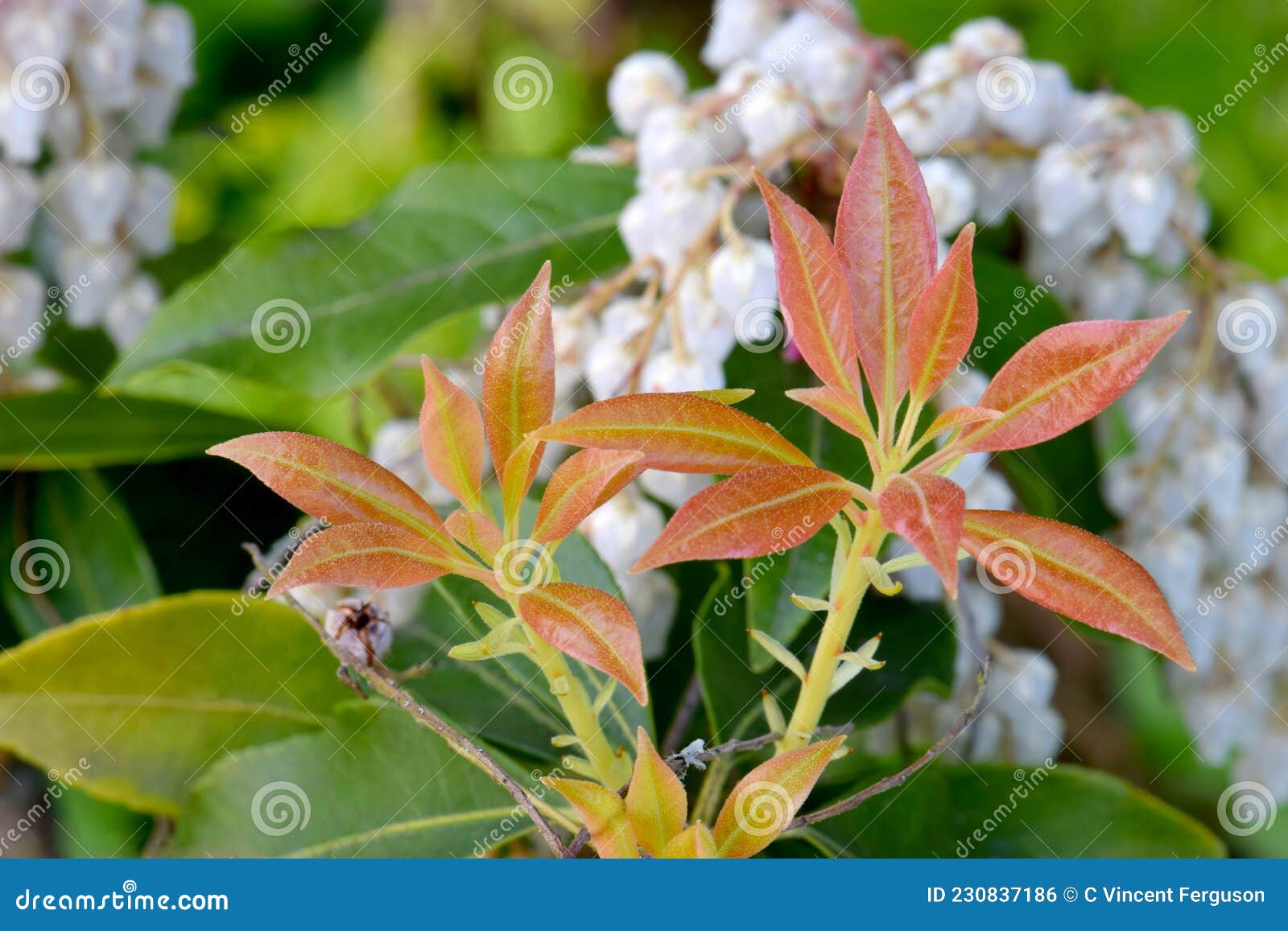 Red Andromeda Leaf 02 stock photo. Image of garden, tree - 230837186