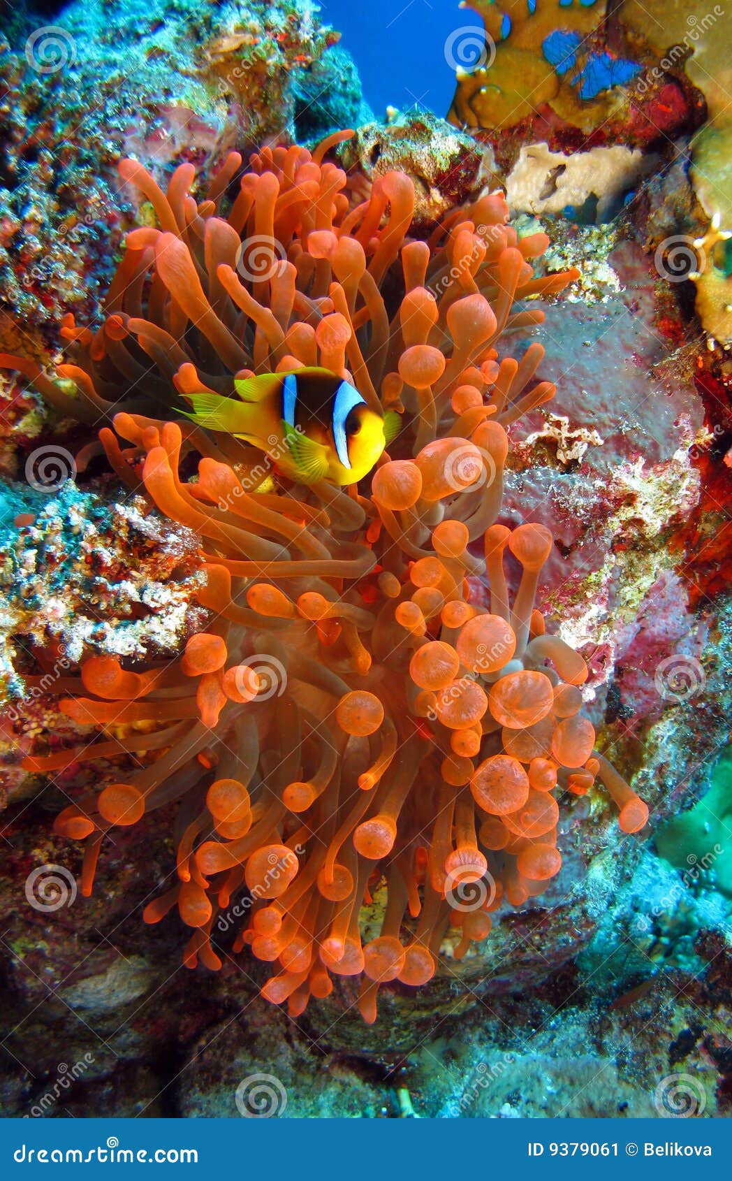 Red Anemon stock image. Image of fish, egipt, coral, flora - 9379061