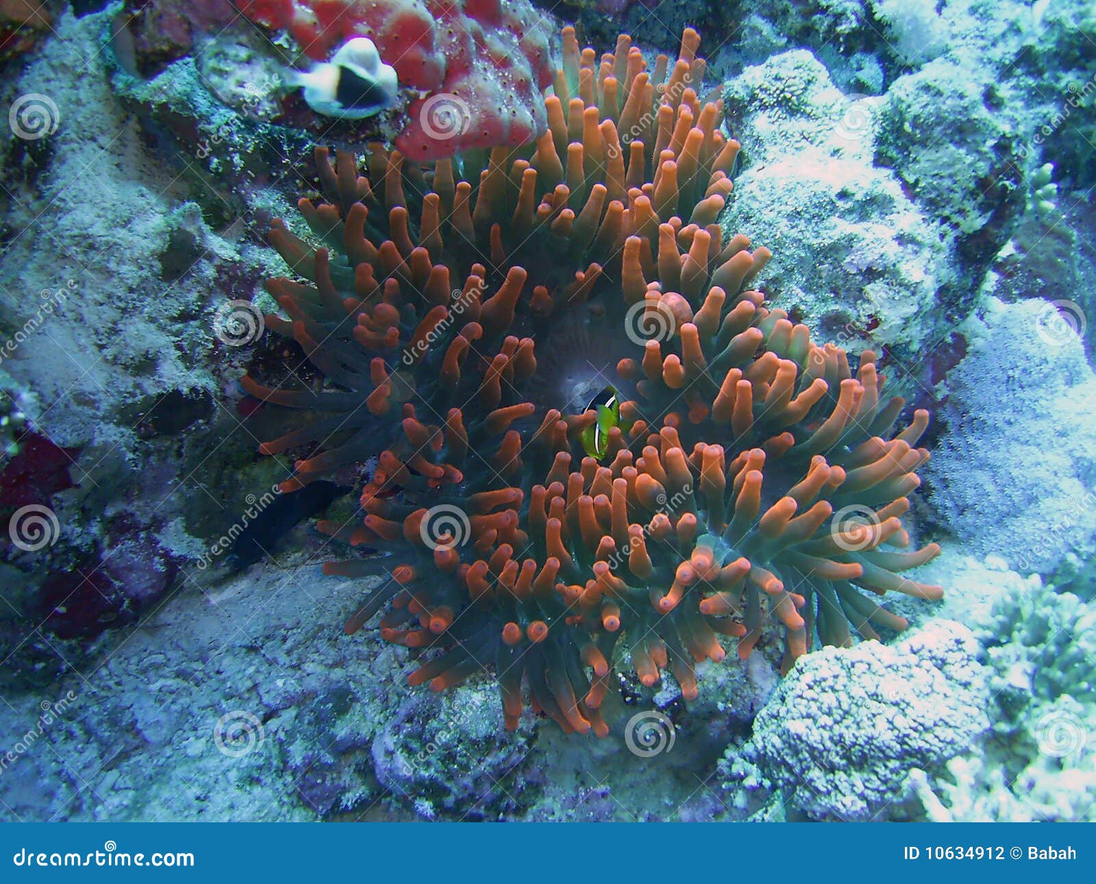 Red anemone stock photo. Image of snorkeling, marine - 10634912