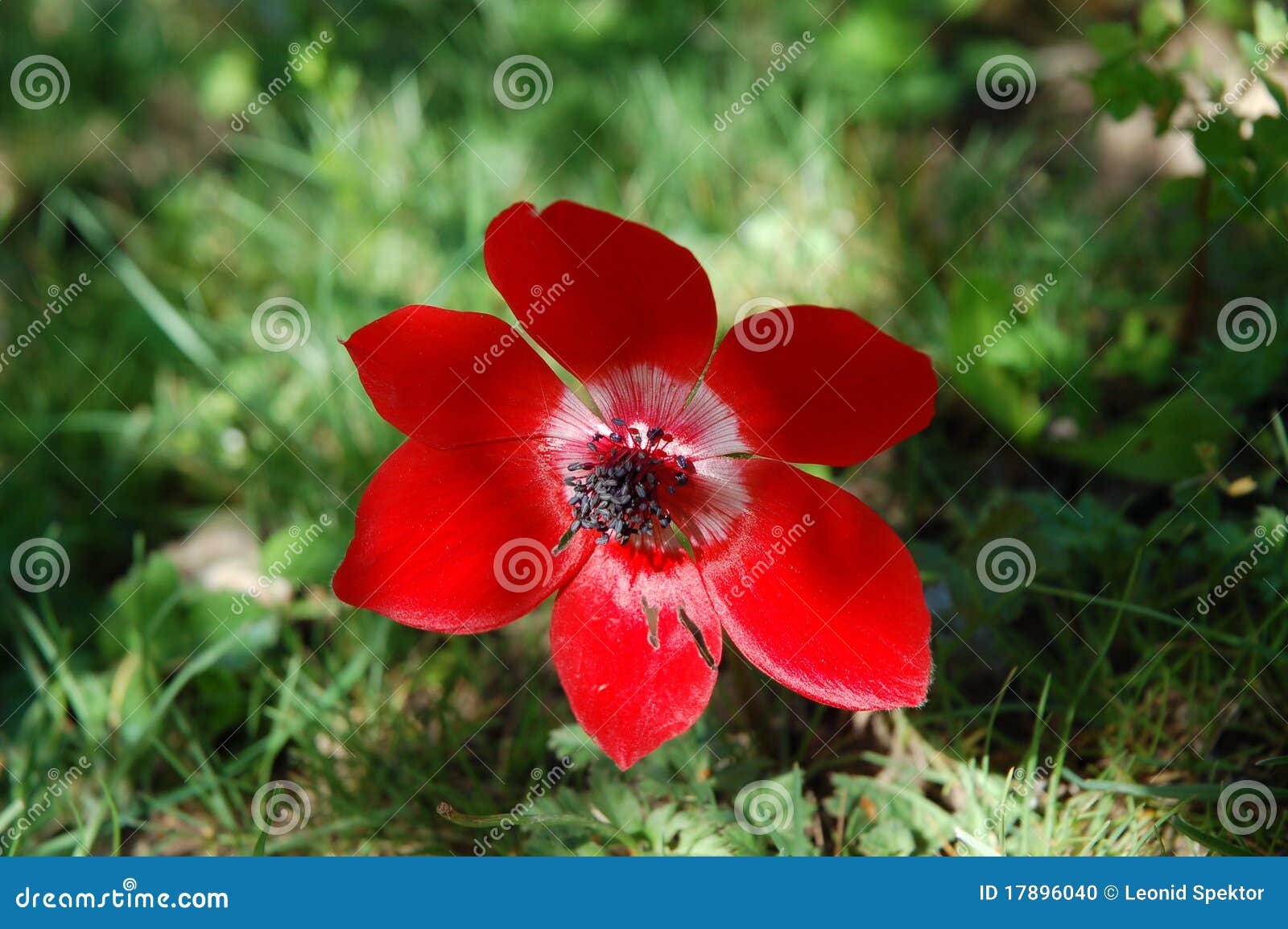Red Anemone. stock photo. Image of plant, close, uncultivated - 17896040