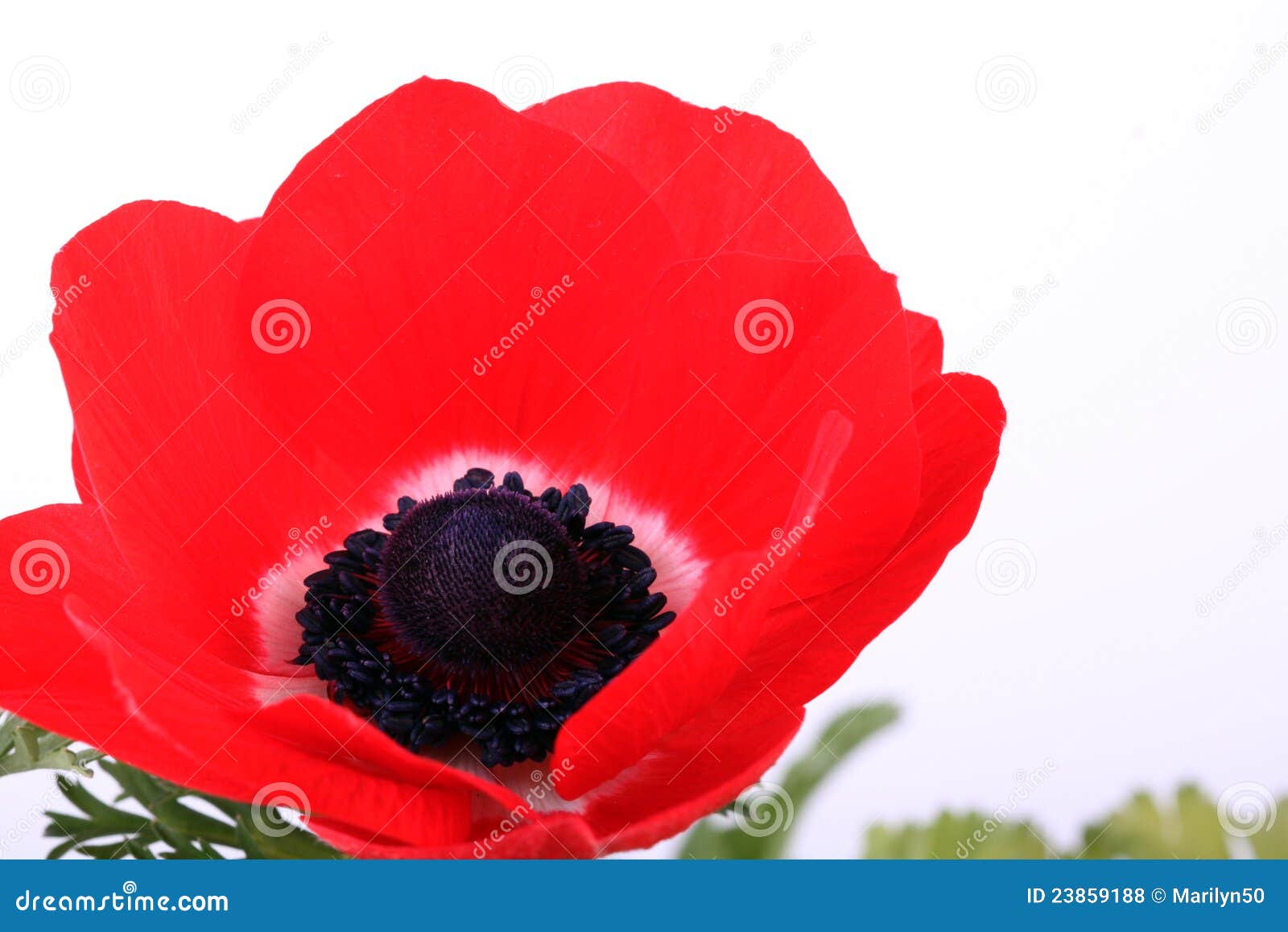 A Red Anemone stock photo. Image of reds, outdoors, spring - 23859188