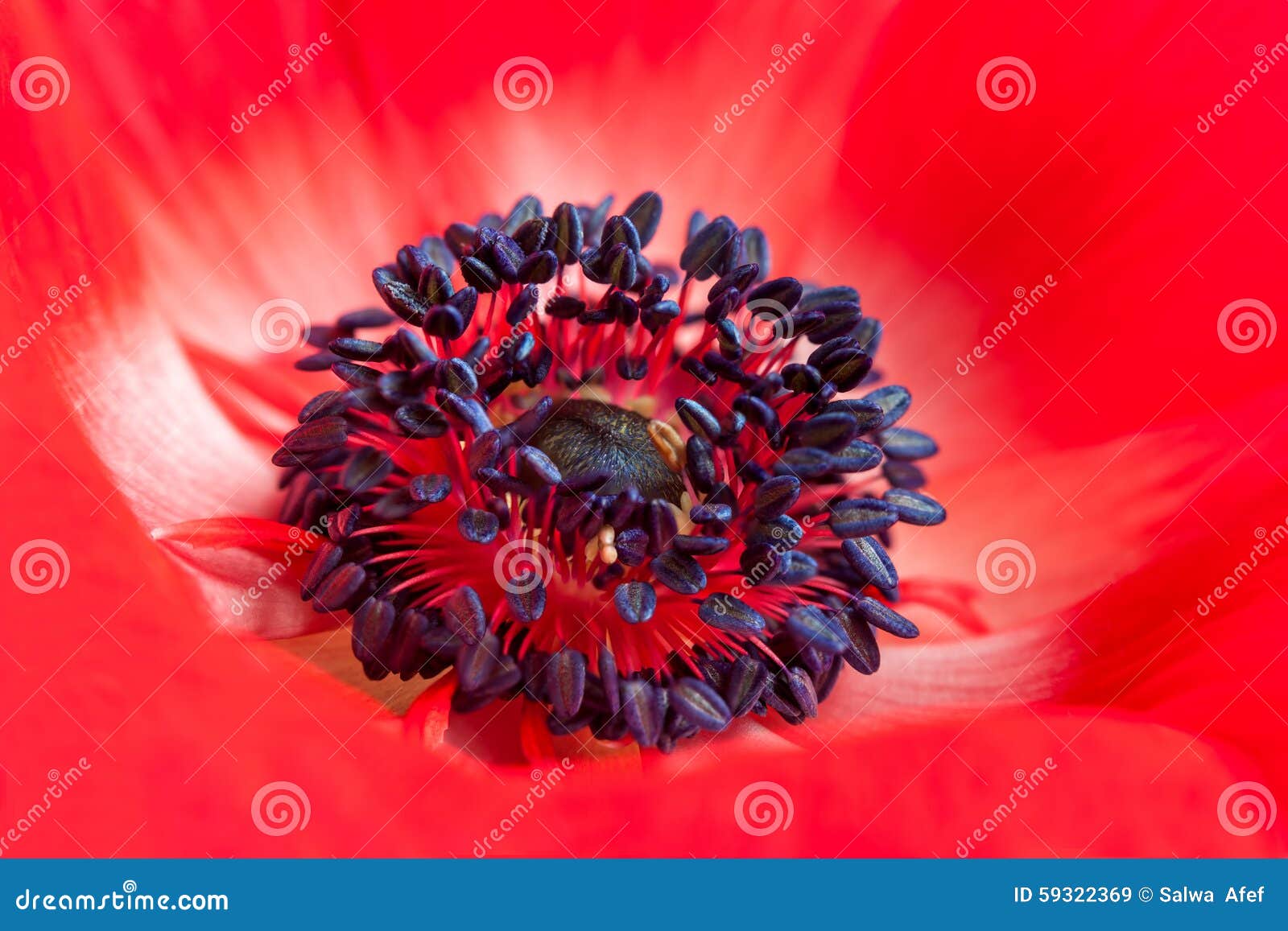 Red Anemone stock image. Image of floral, nature, petal - 59322369