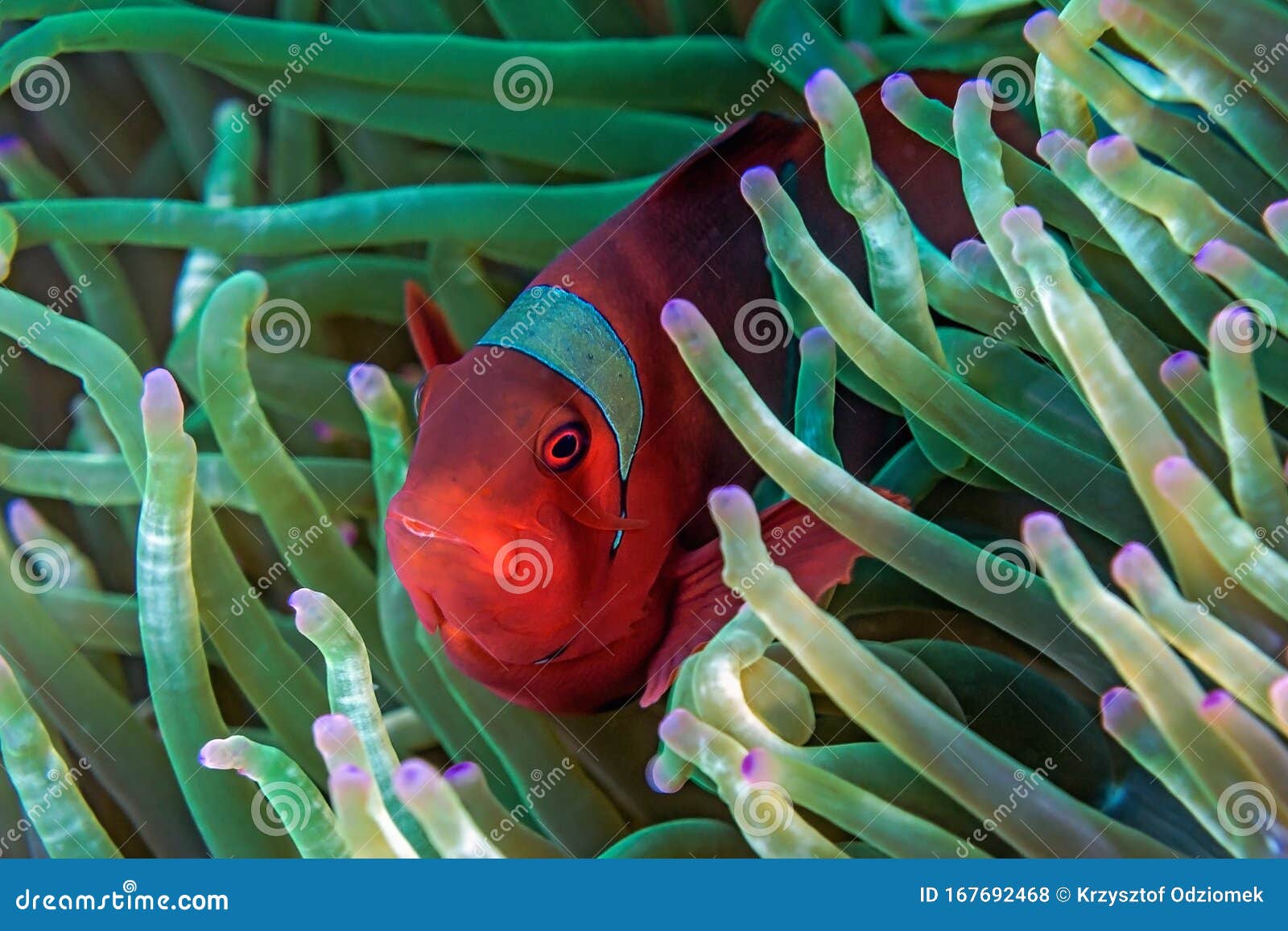 Red anemone fish stock photo. Image of water, clown - 167692468