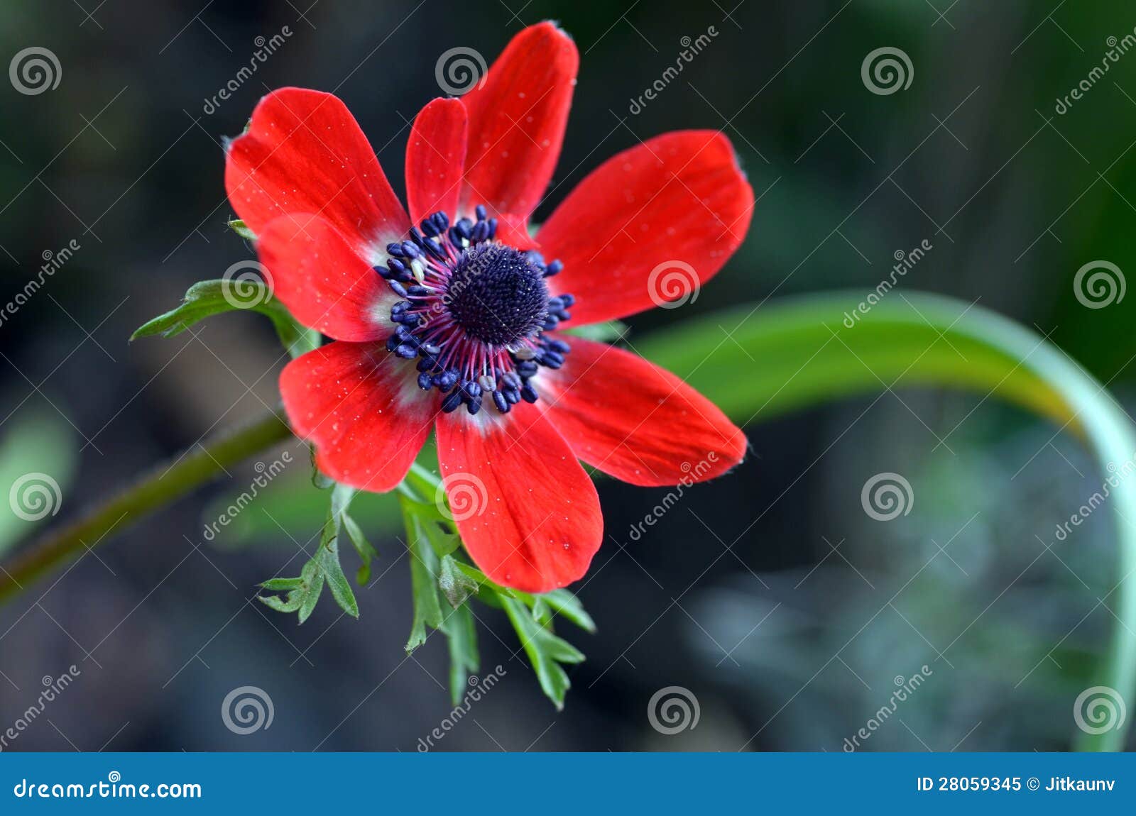 Red anemone flower stock image. Image of flower, stem - 28059345