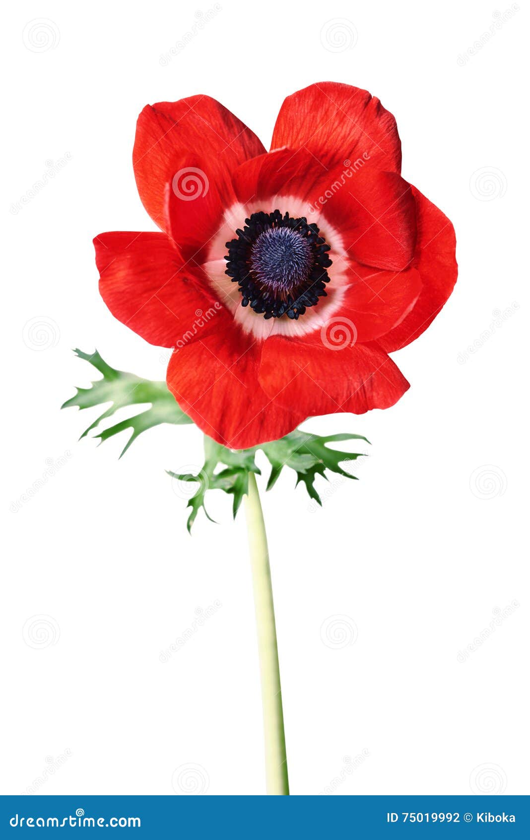 Red anemone flower stock photo. Image of background, flora - 75019992