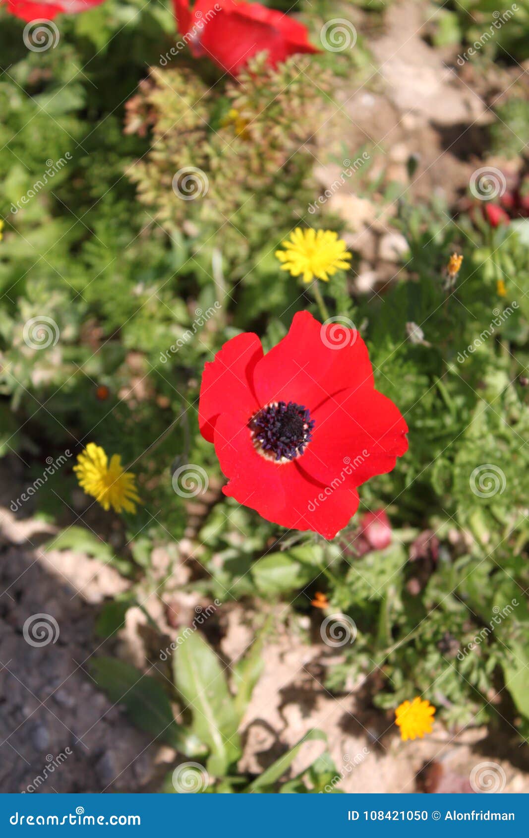 Red Anemone Flower stock photo. Image of anemones, winter - 108421050