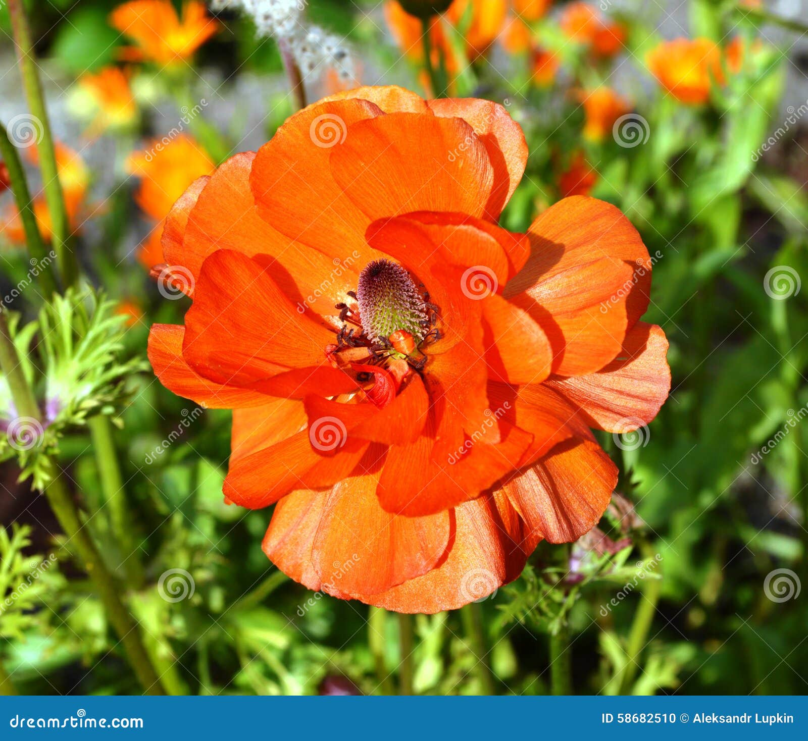 Red anemone stock photo. Image of anemone, beds, flower - 58682510