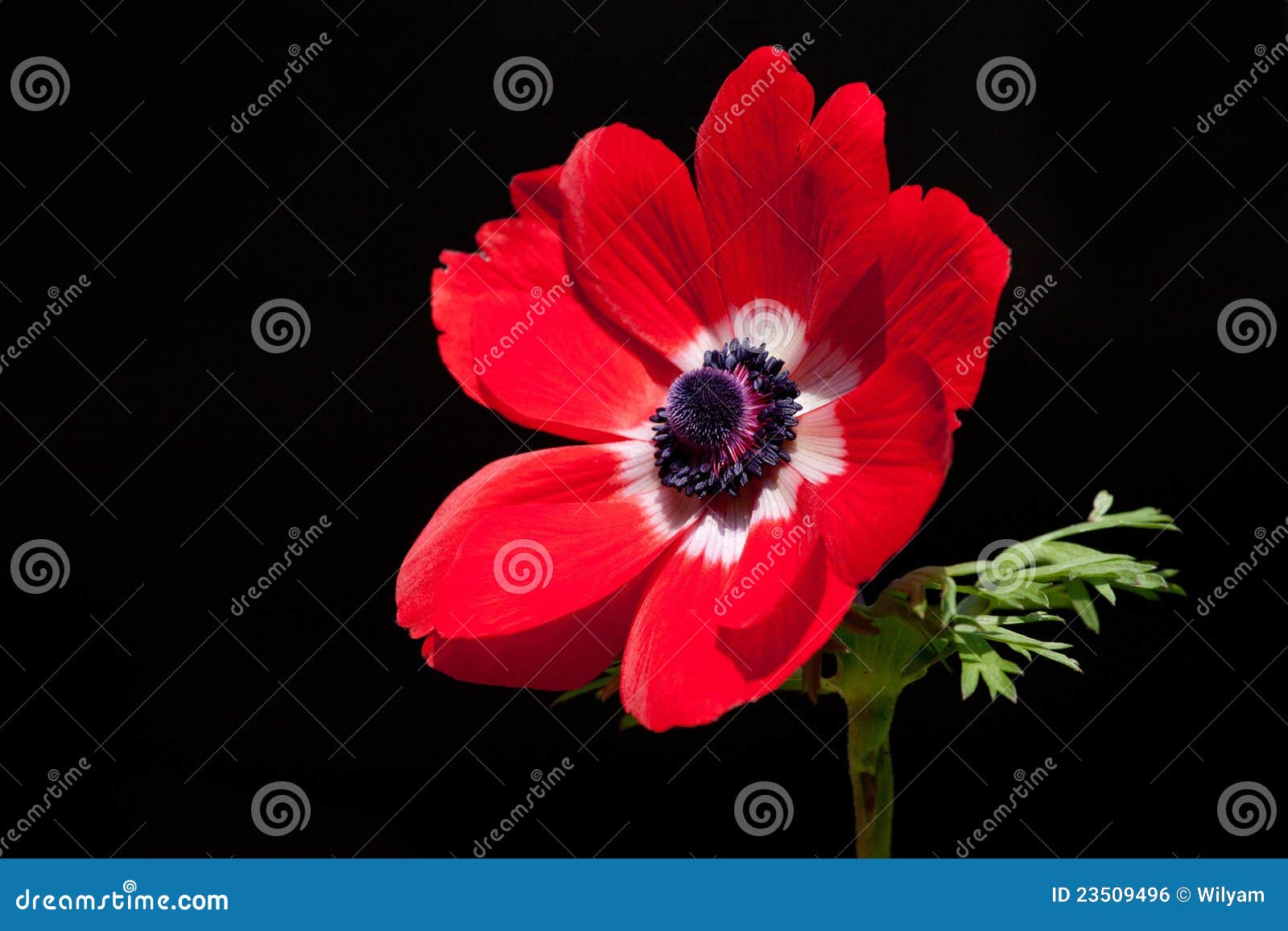 Red Anemone Isolated on Black Stock Photo - Image of summer, beautiful ...