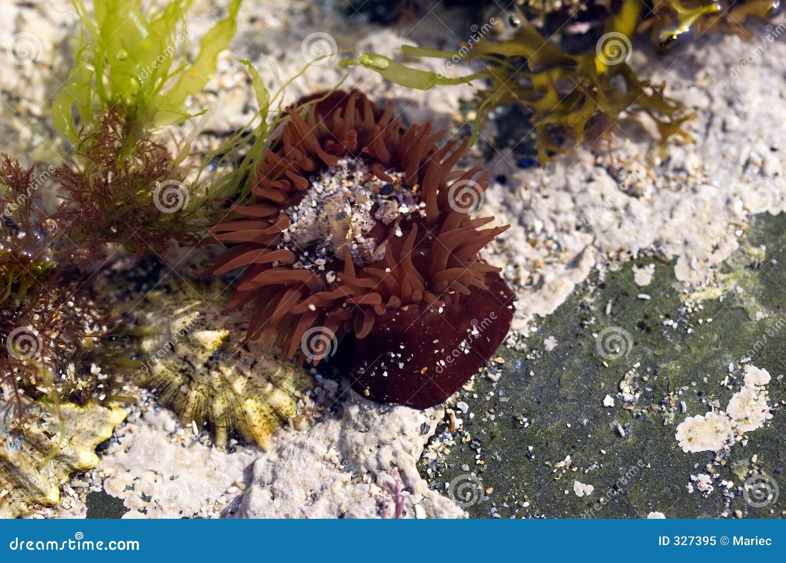 Red Anemone Underwater stock image. Image of side, rock - 327395