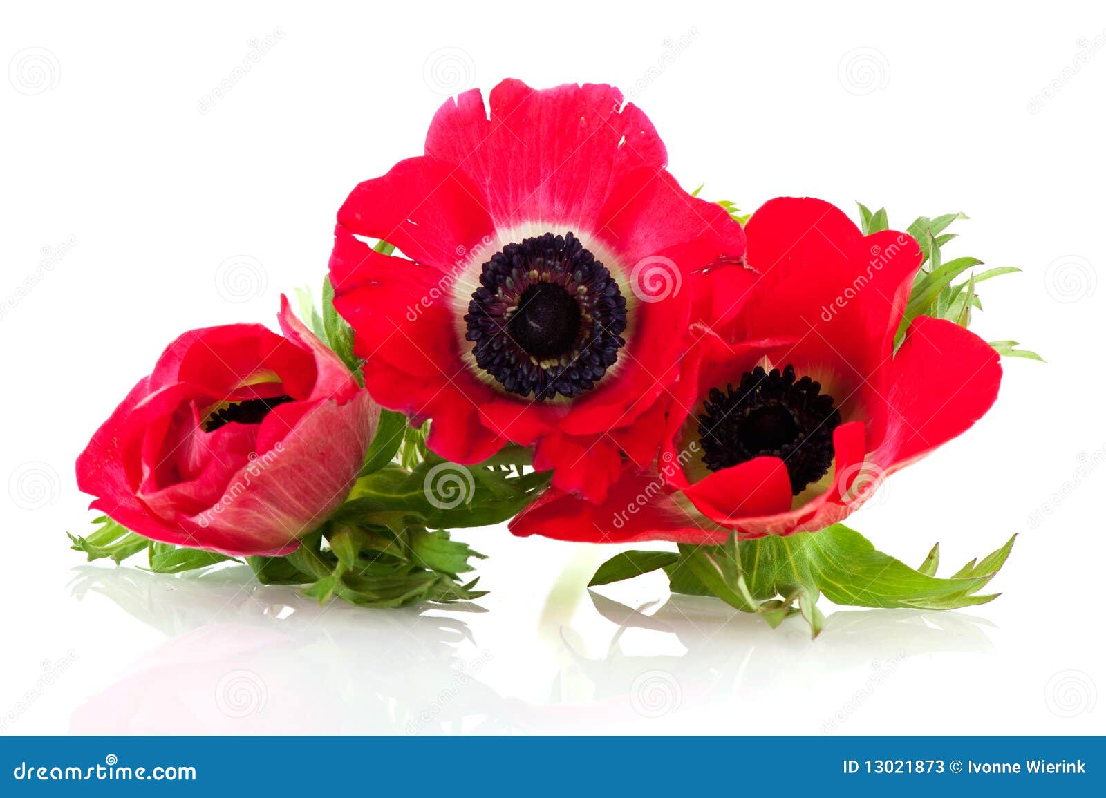 3,497 Red Anemones Stock Photos - Free & Royalty-Free Stock Photos from ...