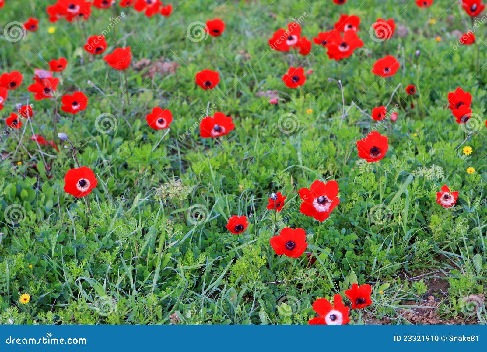 Red anemones stock photo. Image of landscape, environment - 23321910