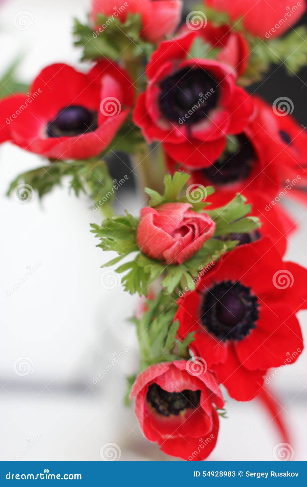 Red anemones stock image. Image of spring, dating, background - 54928983