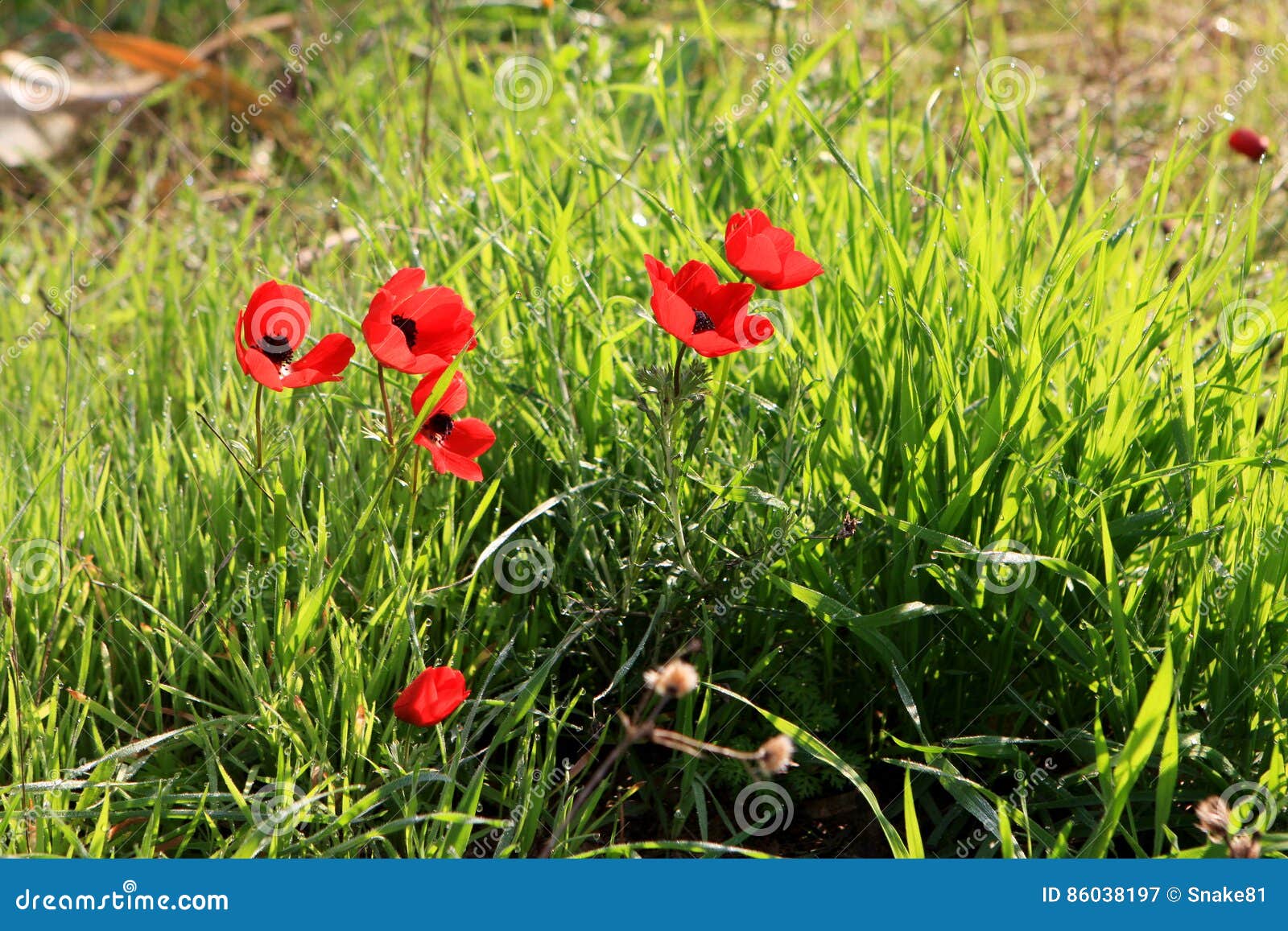 Red anemones, Israel stock image. Image of flowers, anemone - 86038197
