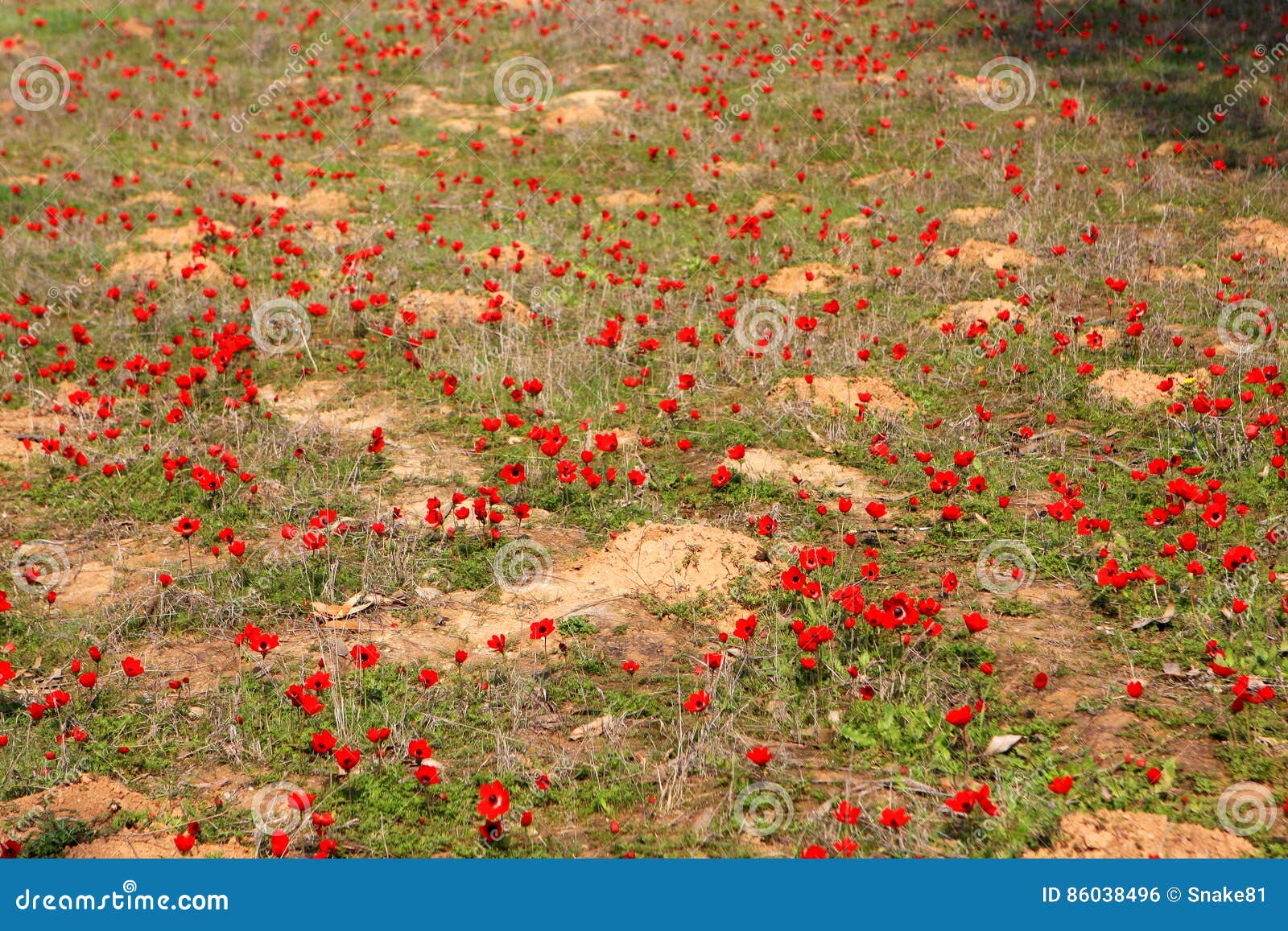 Red anemones, Israel stock photo. Image of darom, meadow - 86038496