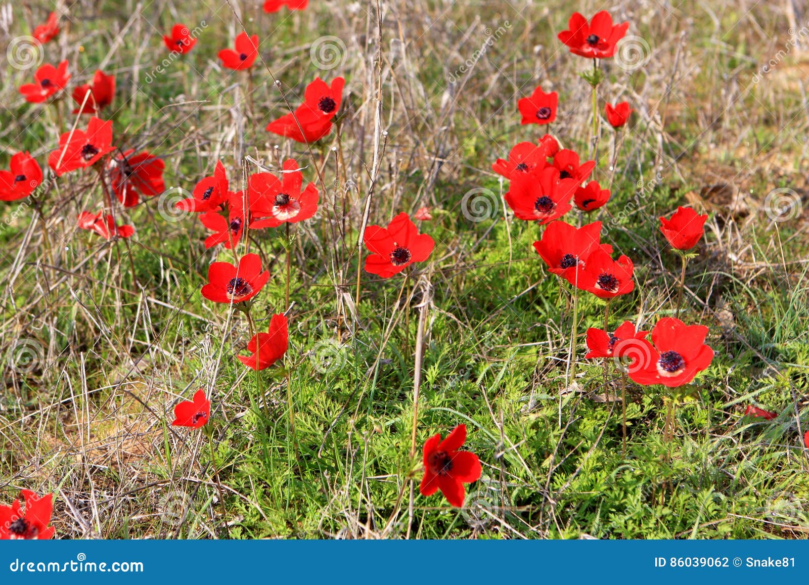 Red anemones, Israel stock photo. Image of adom, tourism - 86039062