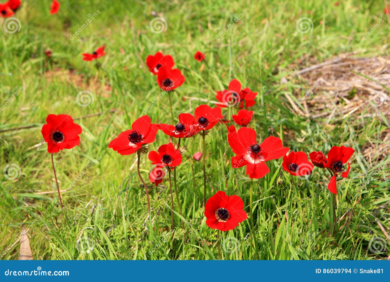 Red anemones, Israel stock photo. Image of south, anemones - 86039794