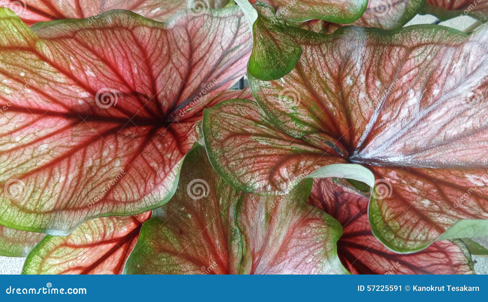 Red Angel Wing Leaves Background Stock Image - Image of sparkling ...