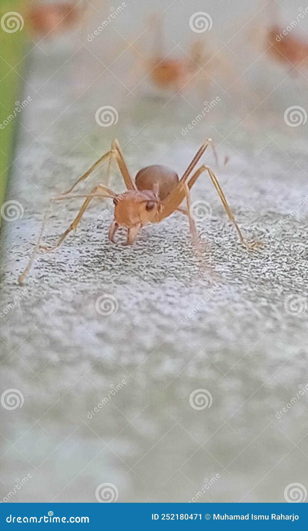 The Red Angkrang Ant stock image. Image of insect, angkrang - 252180471