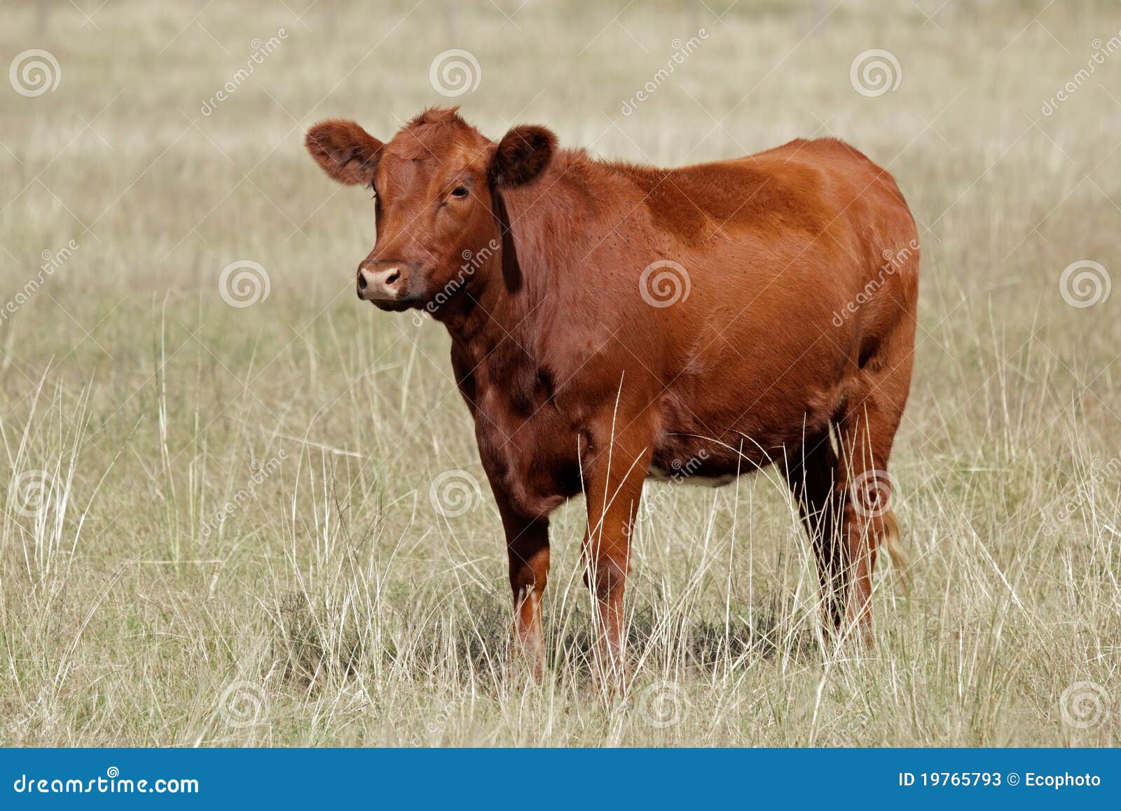 Red Angus Cattle