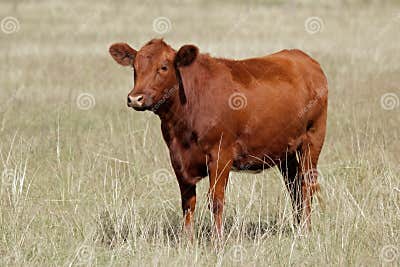 Red angus stock image. Image of field, countryside, fresh - 19765793