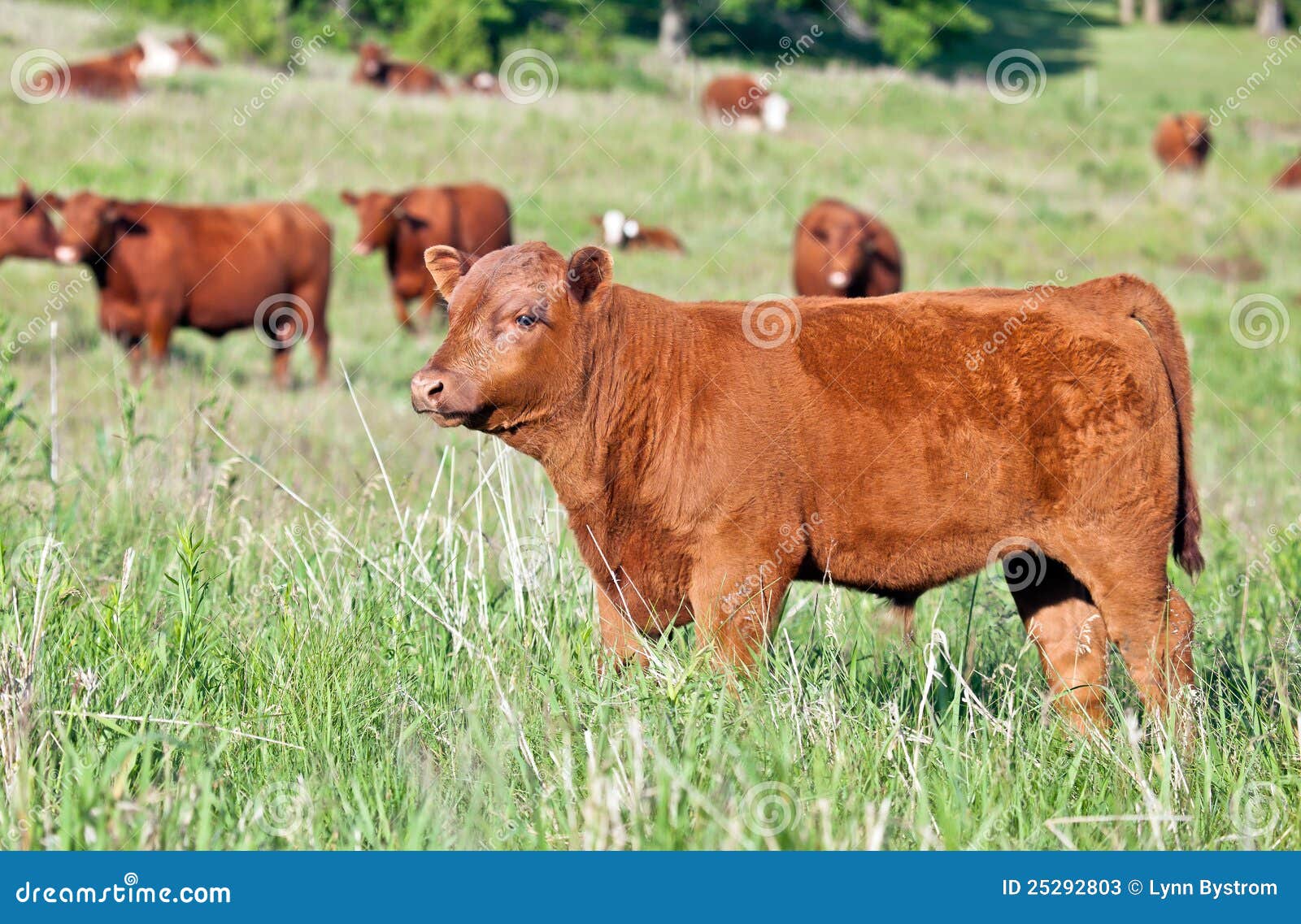 Red Angus bull calf stock image. Image of beef, field - 25292803