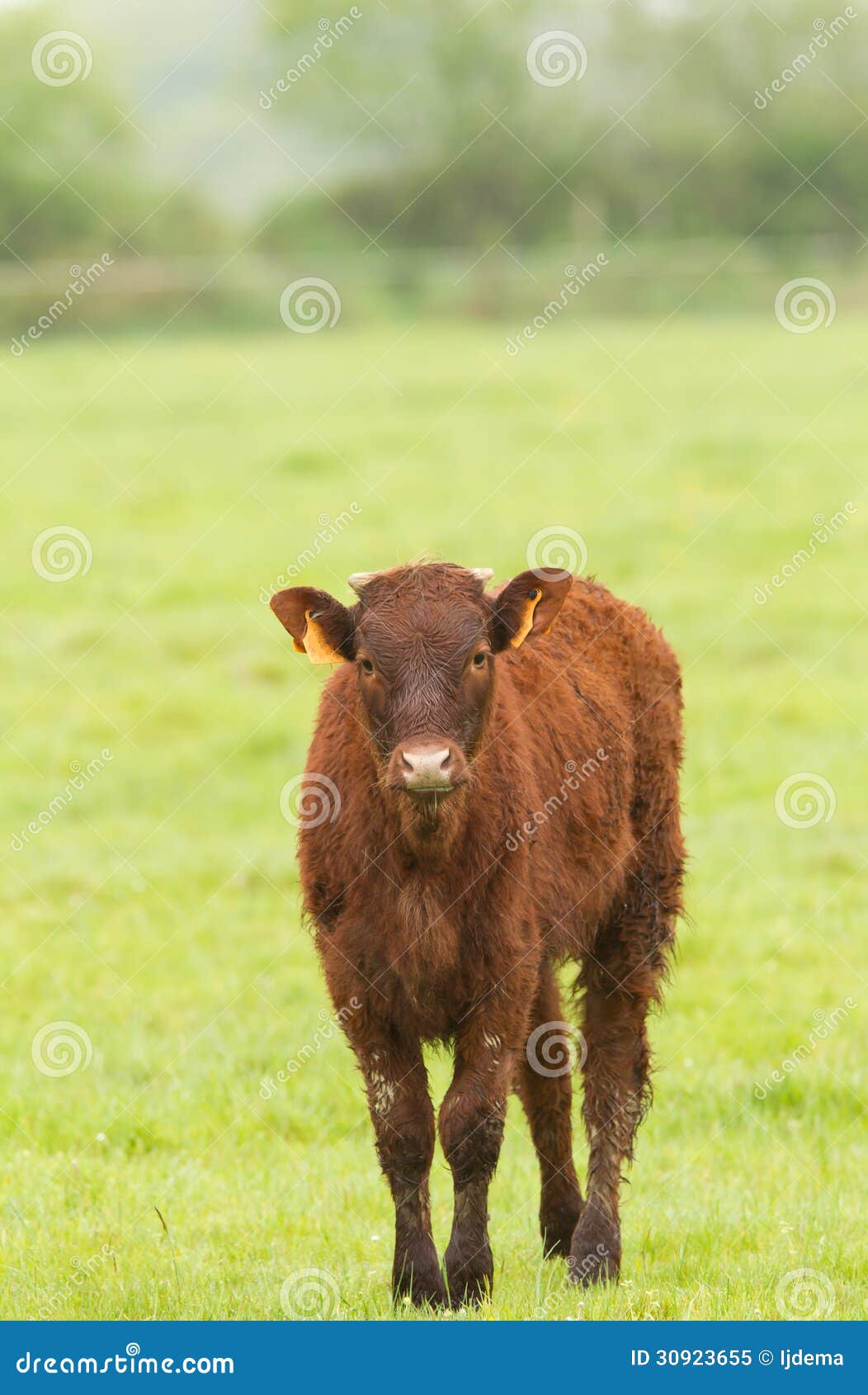 Red Angus Calf stock image. Image of angus, calf, legs - 30923655