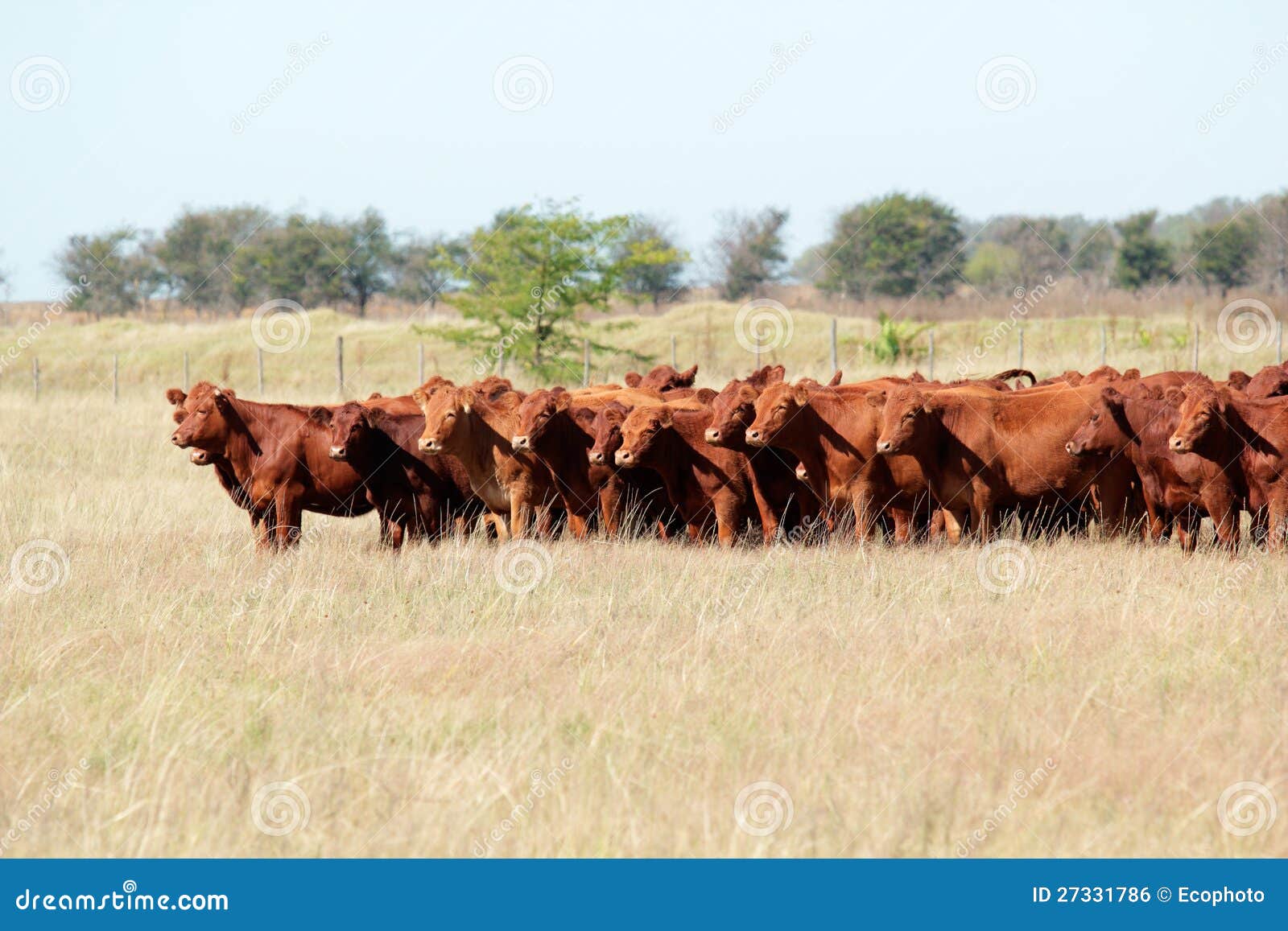 Red angus cattle stock photo. Image of pasture, fresh - 27331786