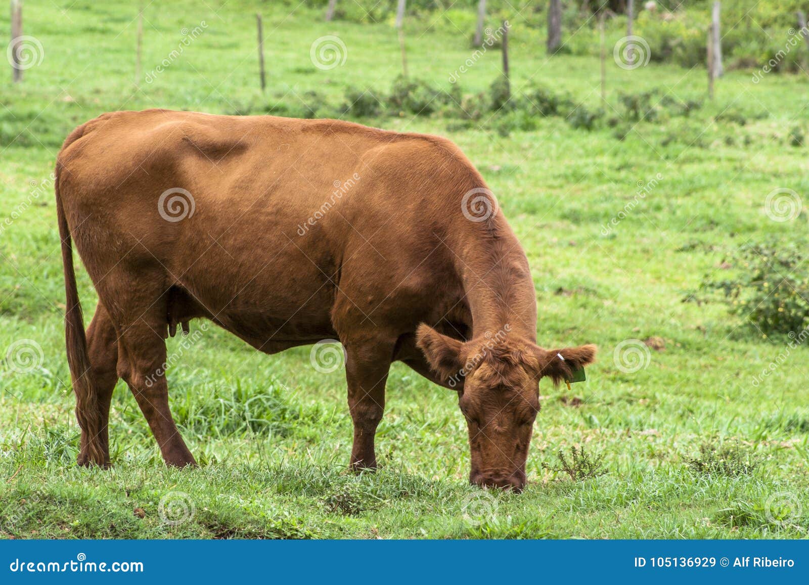 Red angus stock image. Image of baby, grazing, farm - 105136929