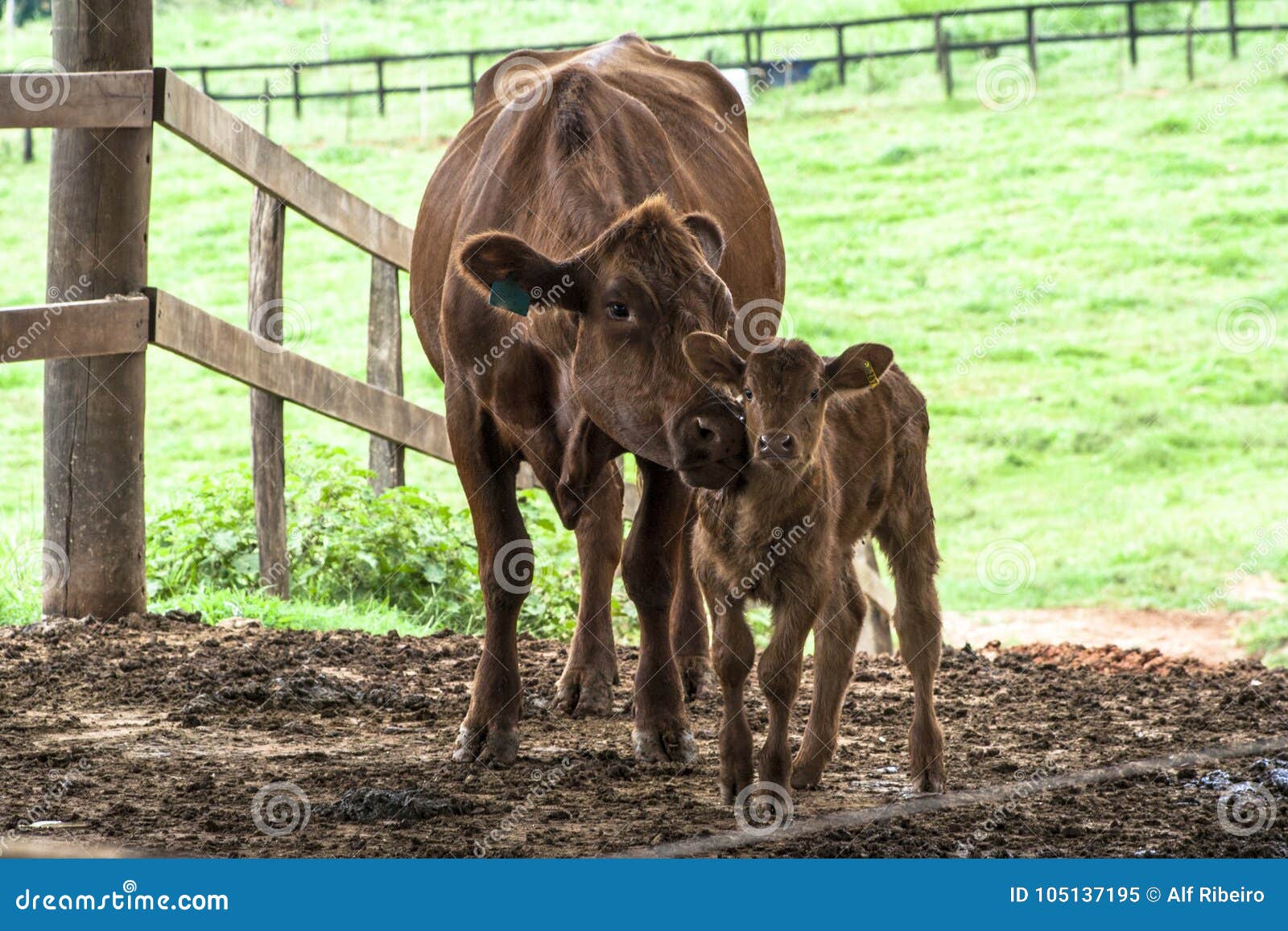 Red angus cattle stock image. Image of food, herd, cute - 105137195
