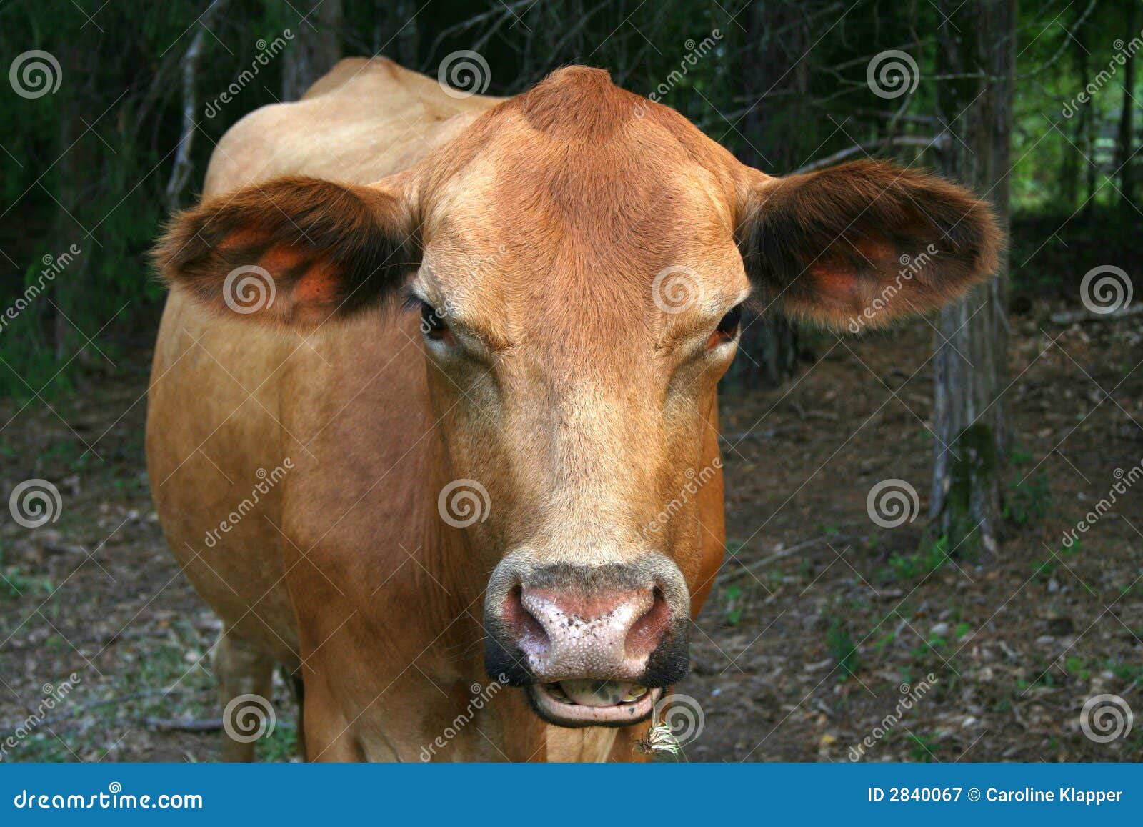 Red Angus Cow stock image. Image of chew, chewing, field - 2840067