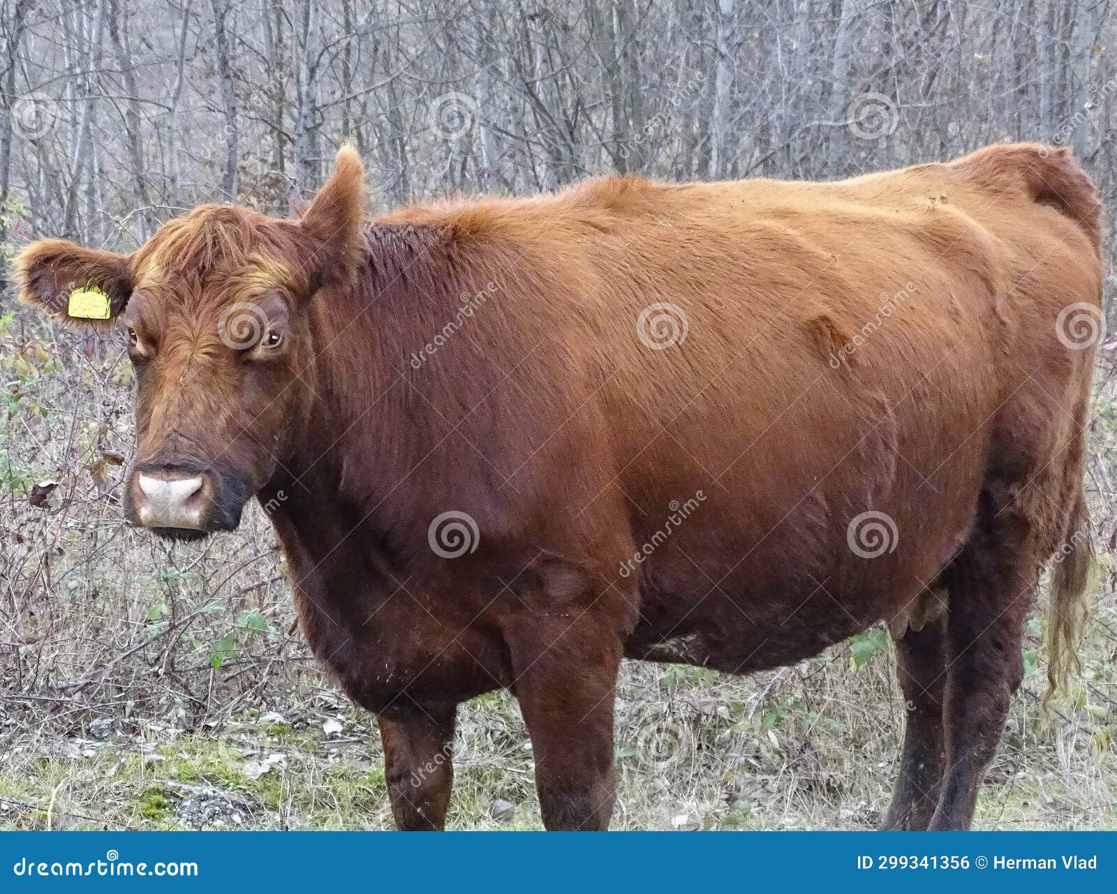 Red angus cow in the field stock photo. Image of animals - 299341356