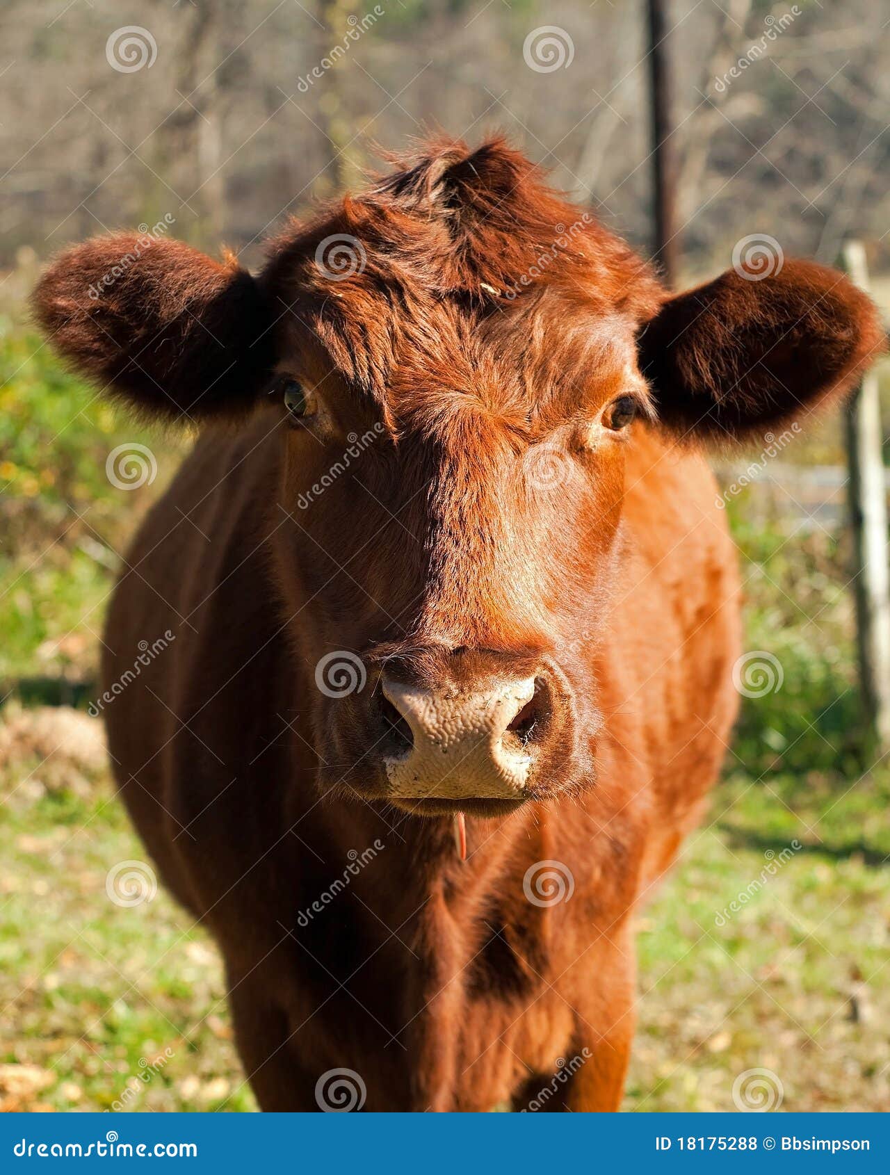 Red Angus Cow in Grassy Field Front View Stock Photo - Image of grassy ...