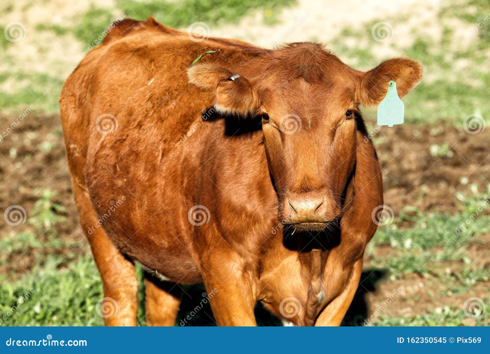 A Red Angus Cowin a Pasture. Stock Image - Image of domesticated, green ...