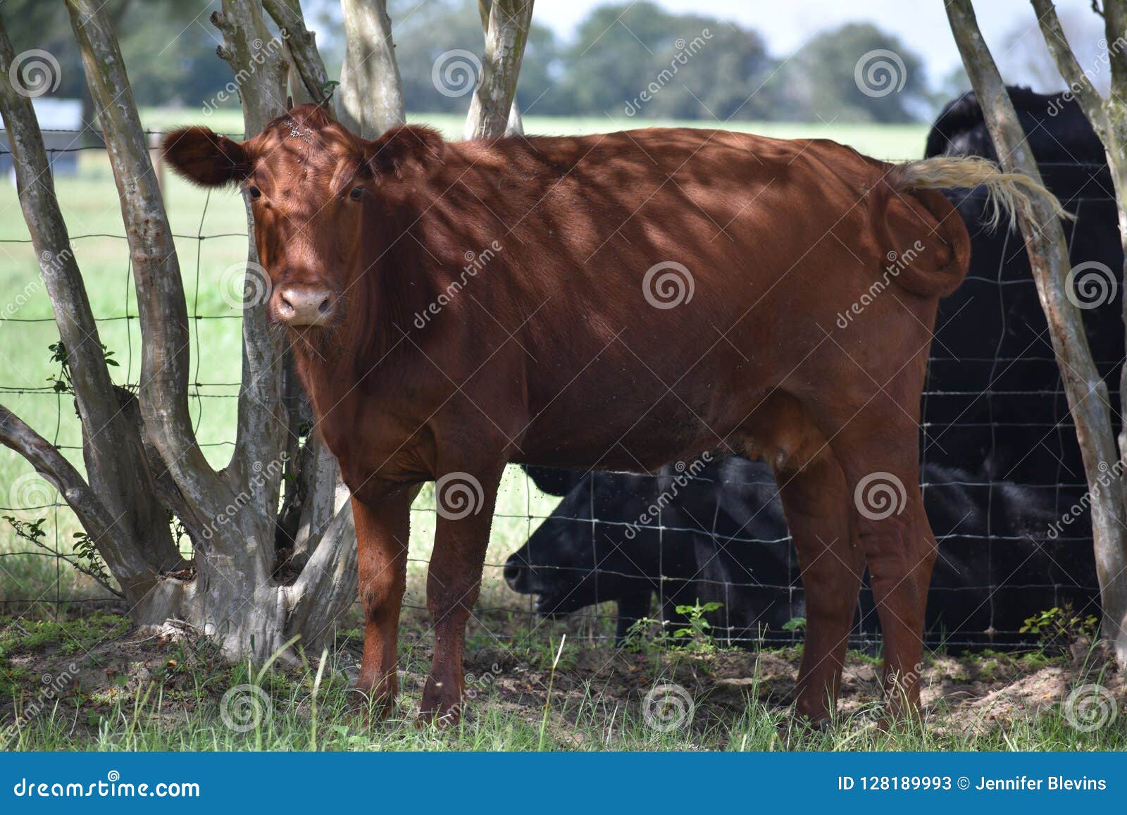 Red Angus Cow Portrait stock image. Image of fresh, herd - 128189993