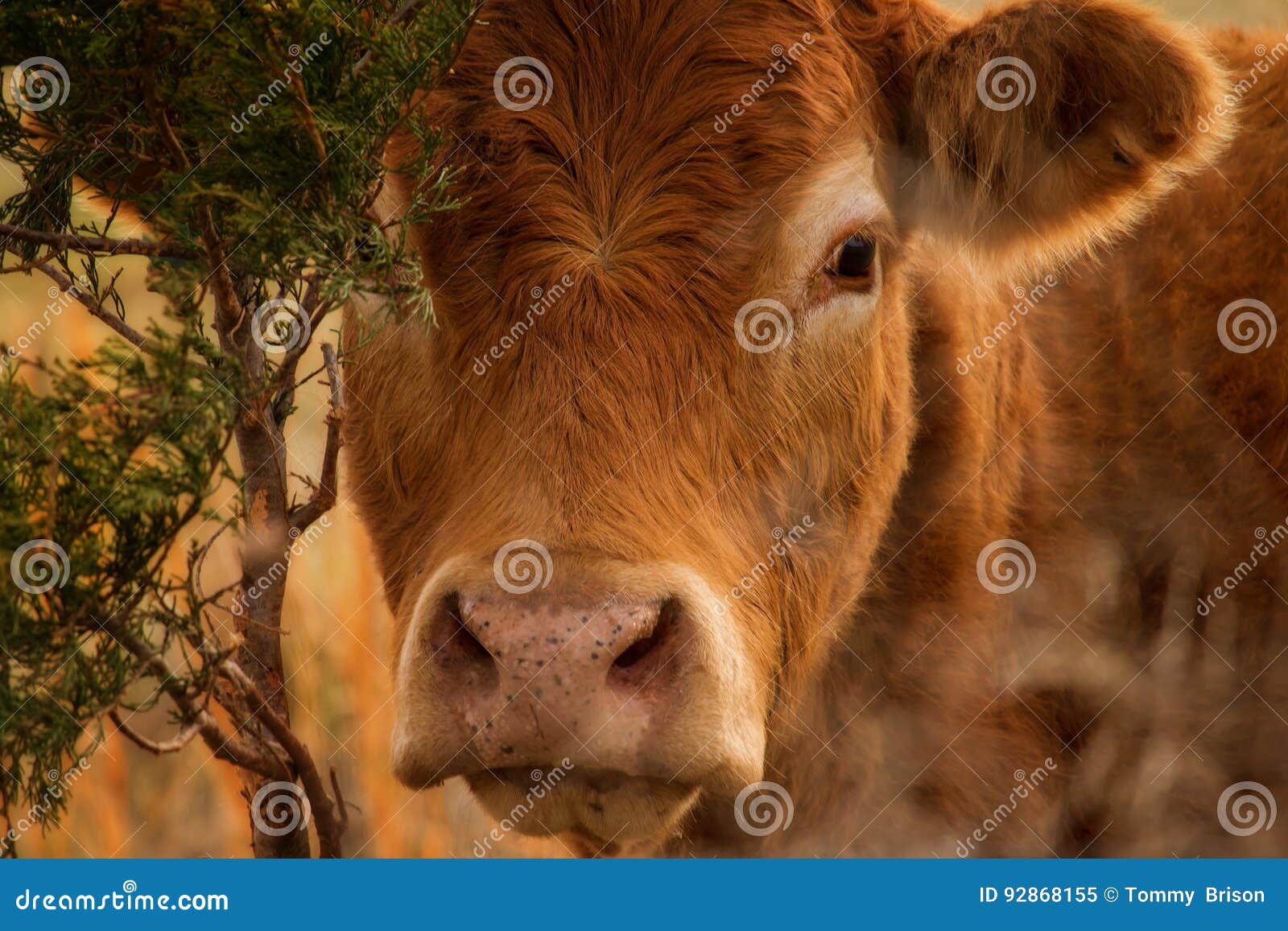 Red Angus Head stock image. Image of country, angus, domestic - 92868155