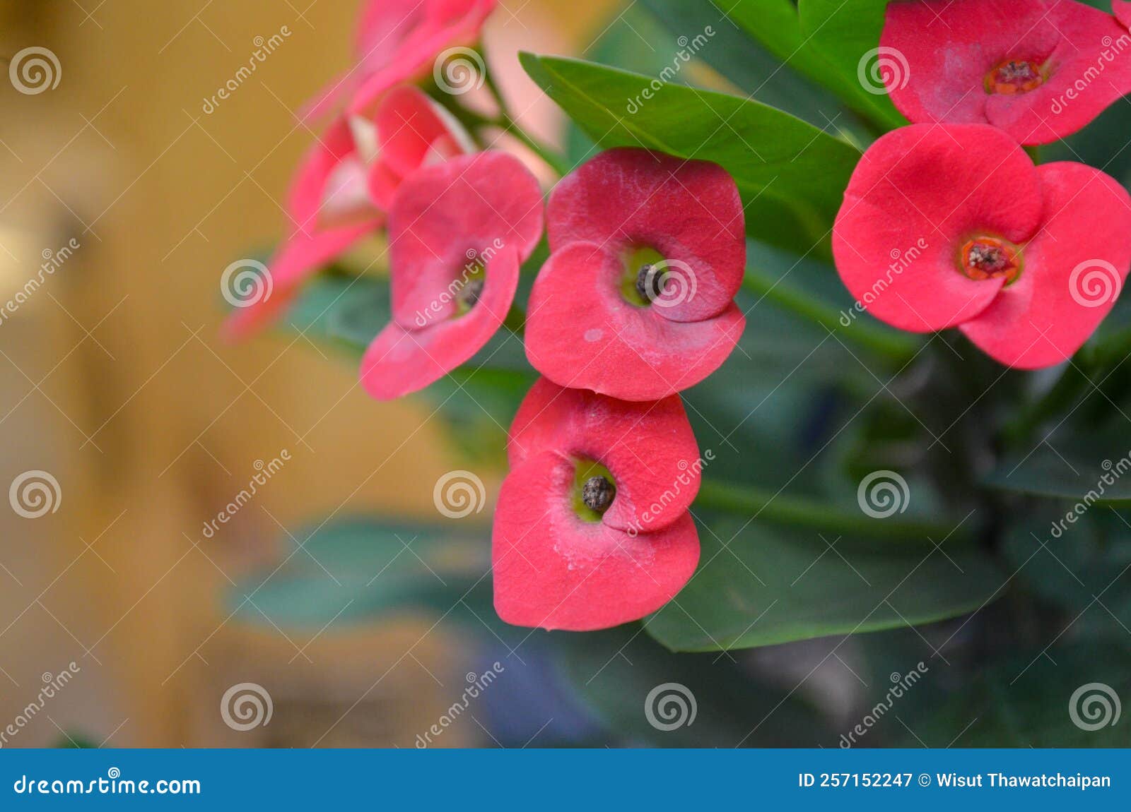 Red Anise Flower Wallpaper Pictures. Stock Image - Image of anise ...