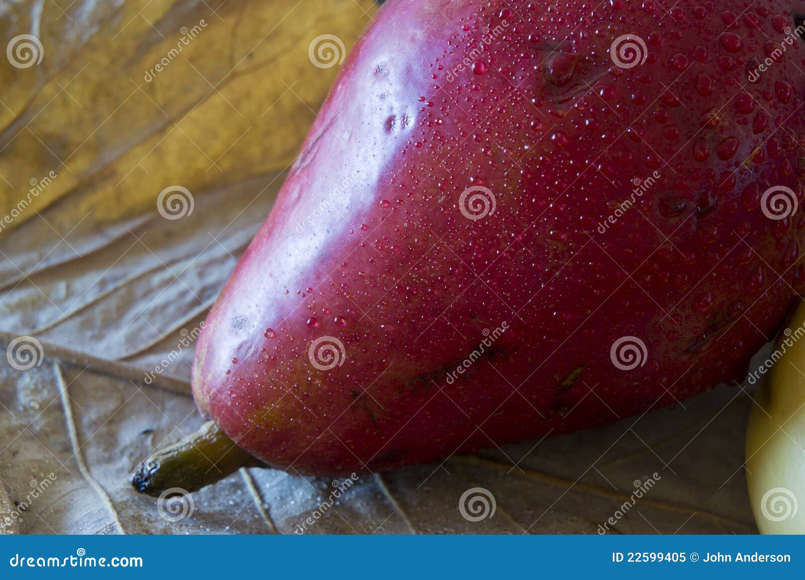 Red Anjou pears stock image. Image of communis, close - 22599405