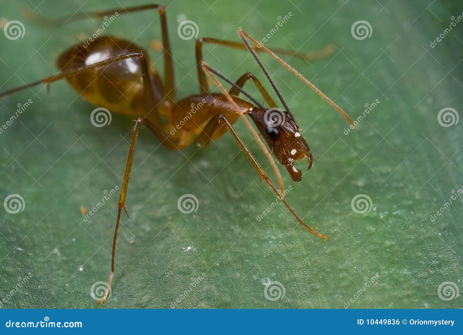 A red ant stock photo. Image of green, wild, nature, park - 10449836