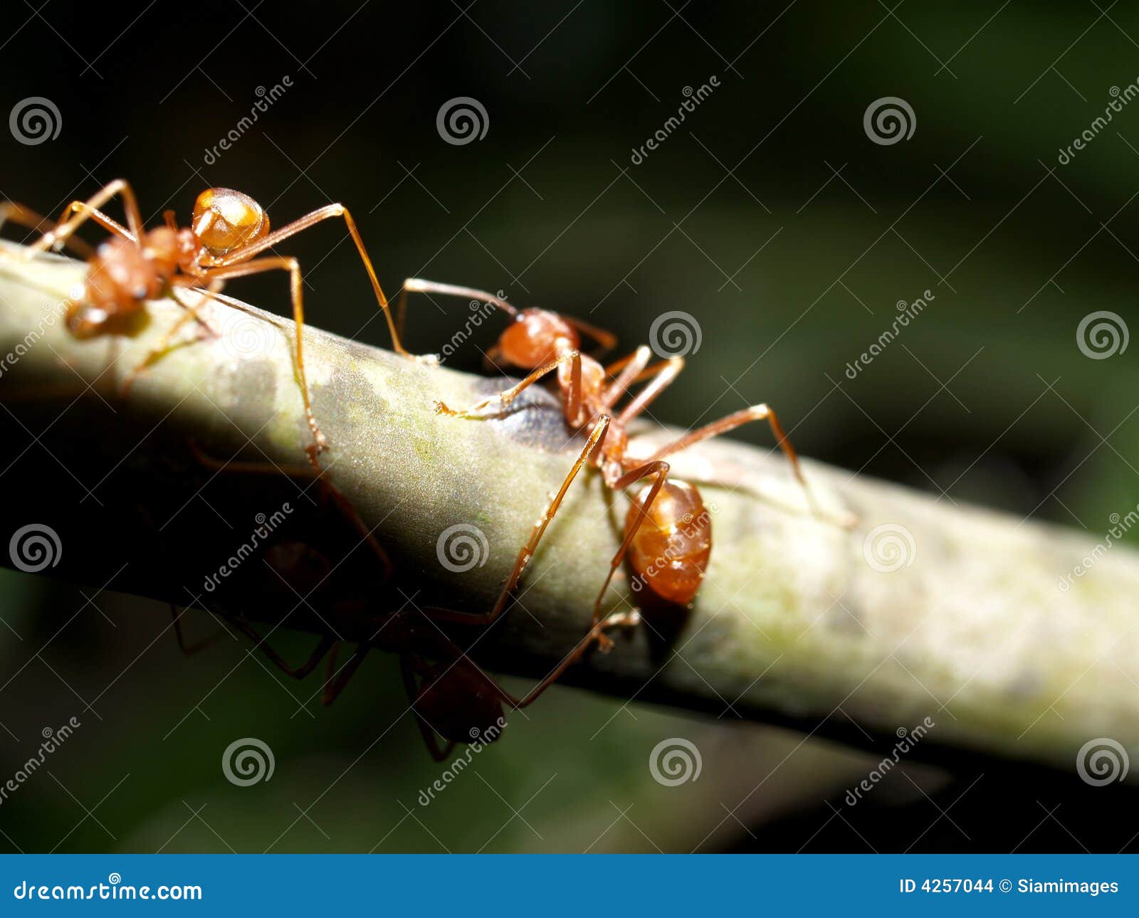 Red ant 11 stock photo. Image of closeup, explore, walking - 4257044