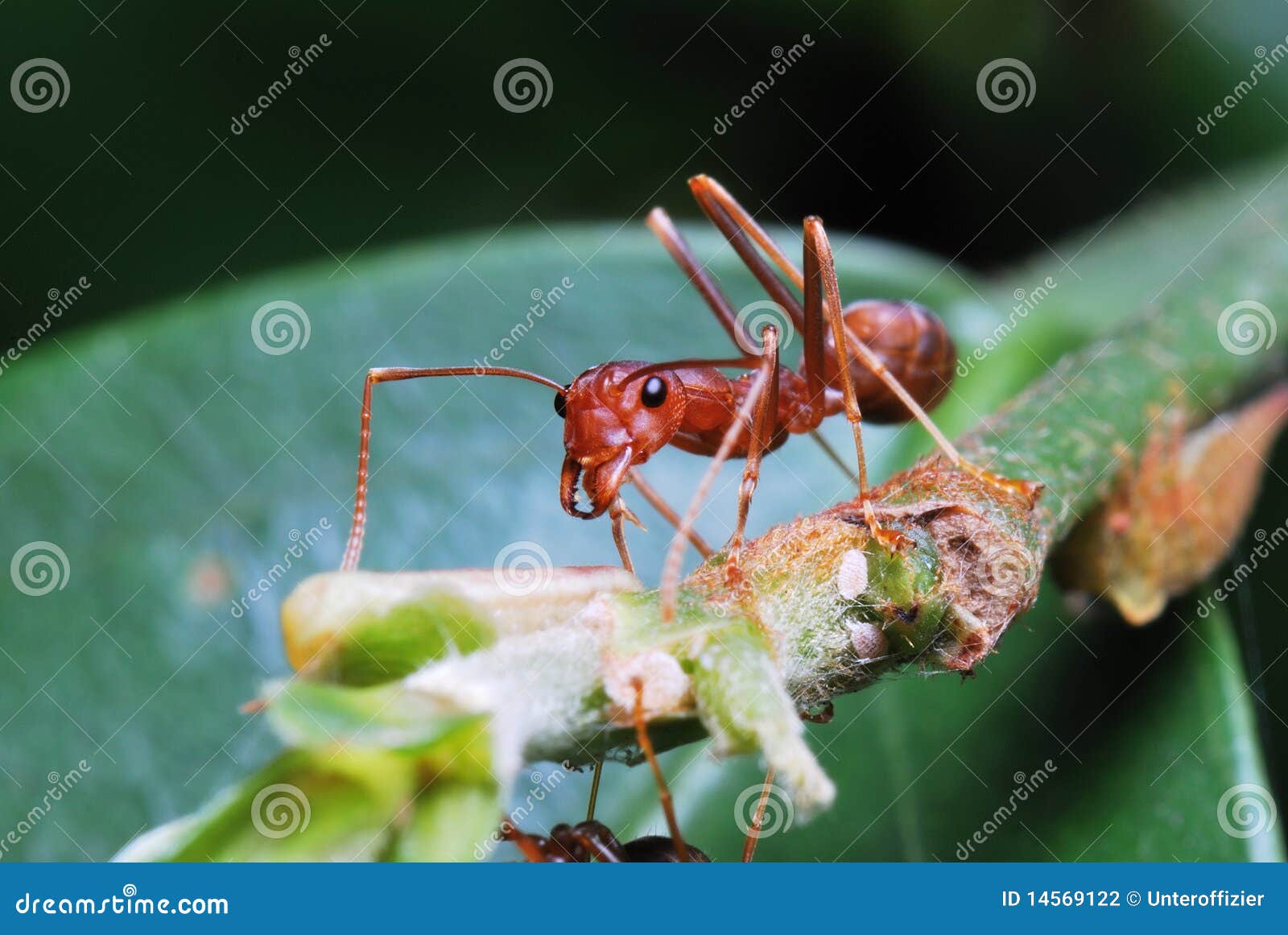 Red Ant stock photo. Image of insect, carpenter, crawl - 14569122
