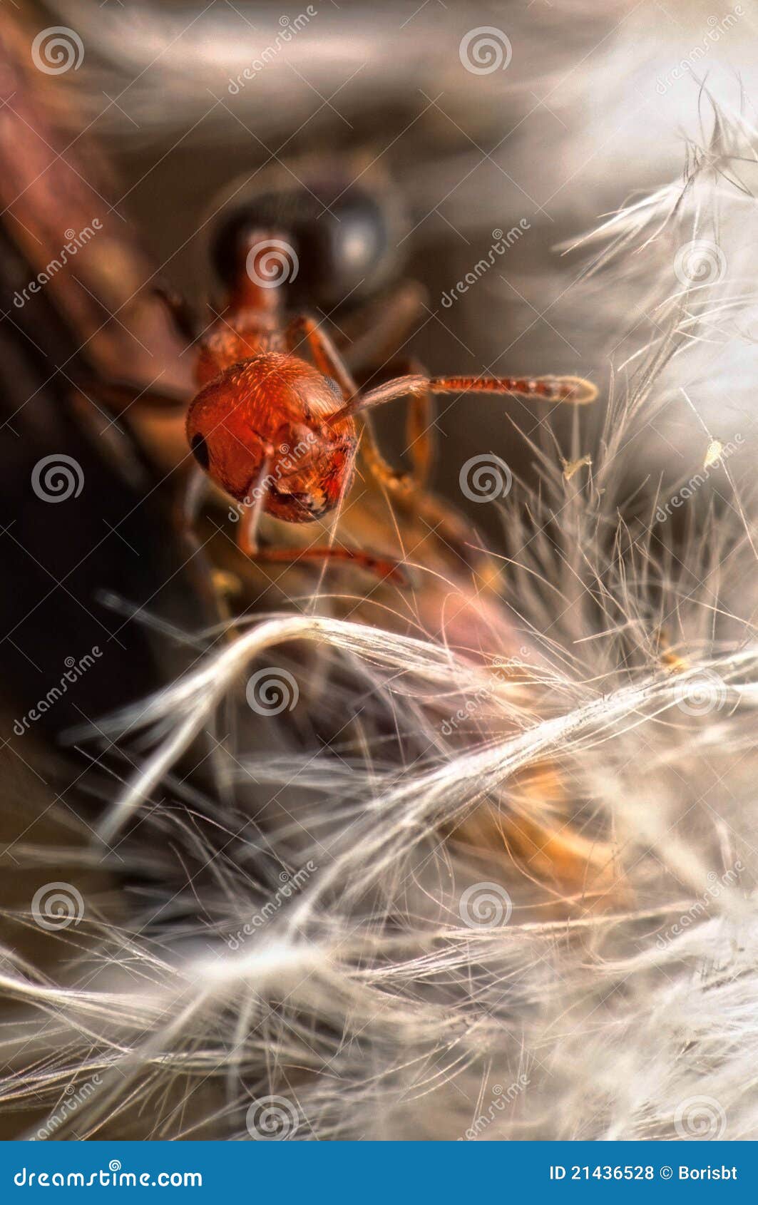 Red Ant stock photo. Image of invertebrate, feather, nature - 21436528