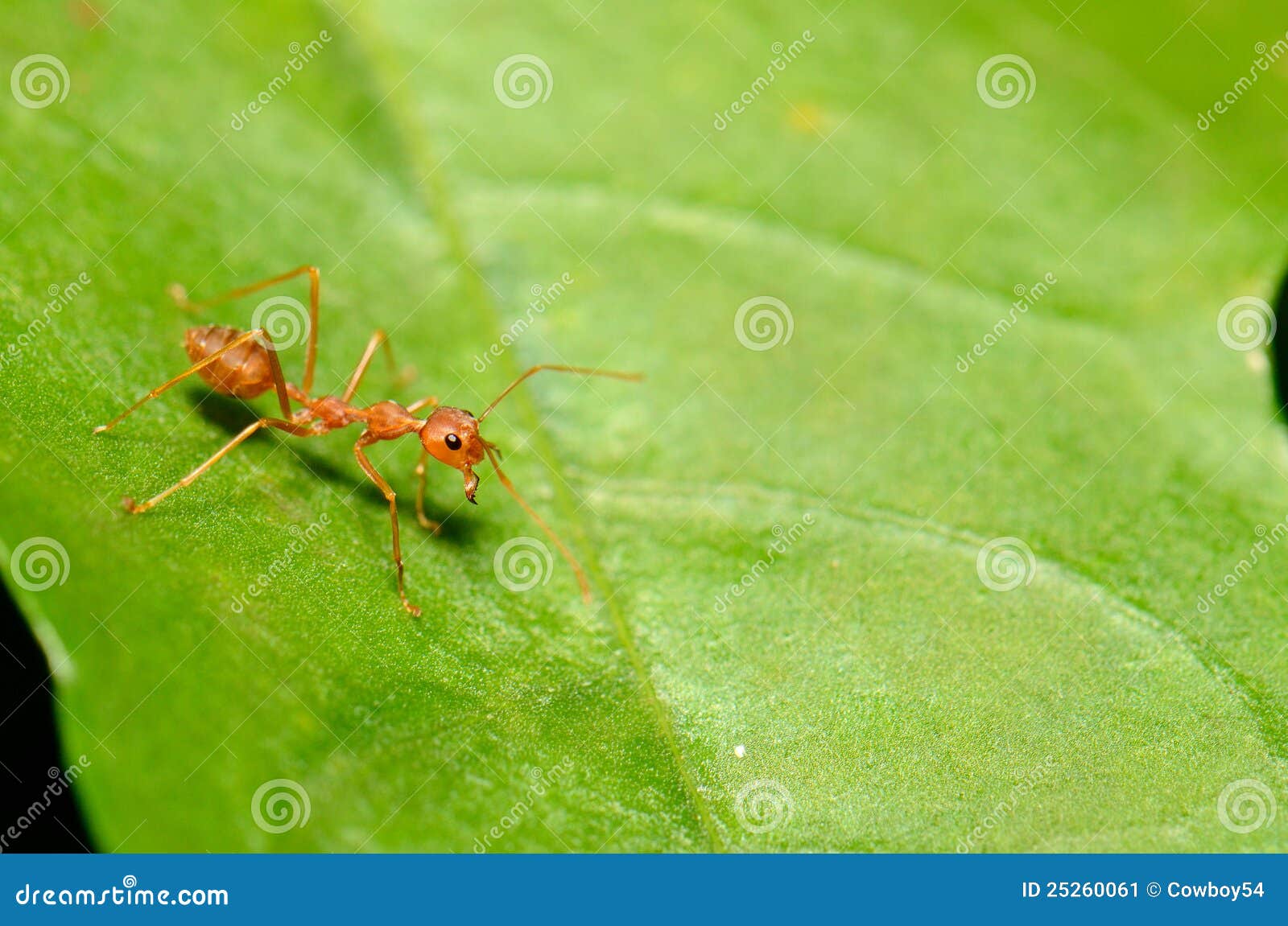 Red ant stock image. Image of smaragdina, natural, colourful - 25260061